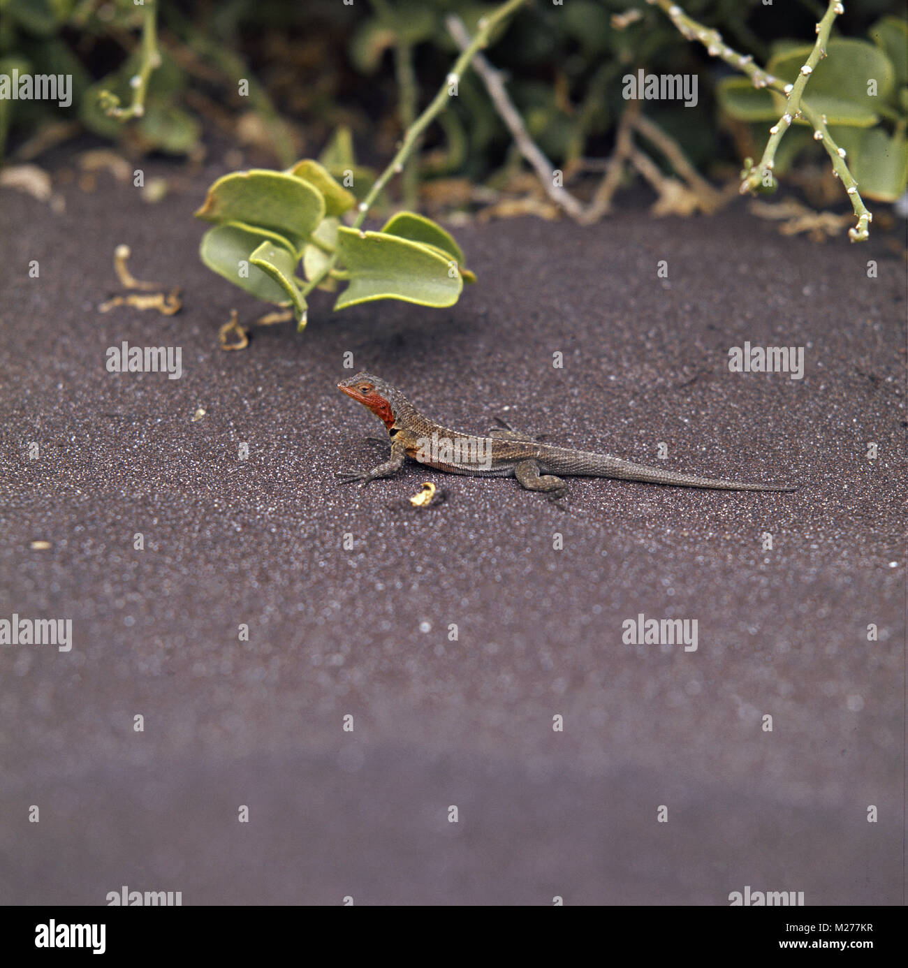 lizard with red head Stock Photo - Alamy