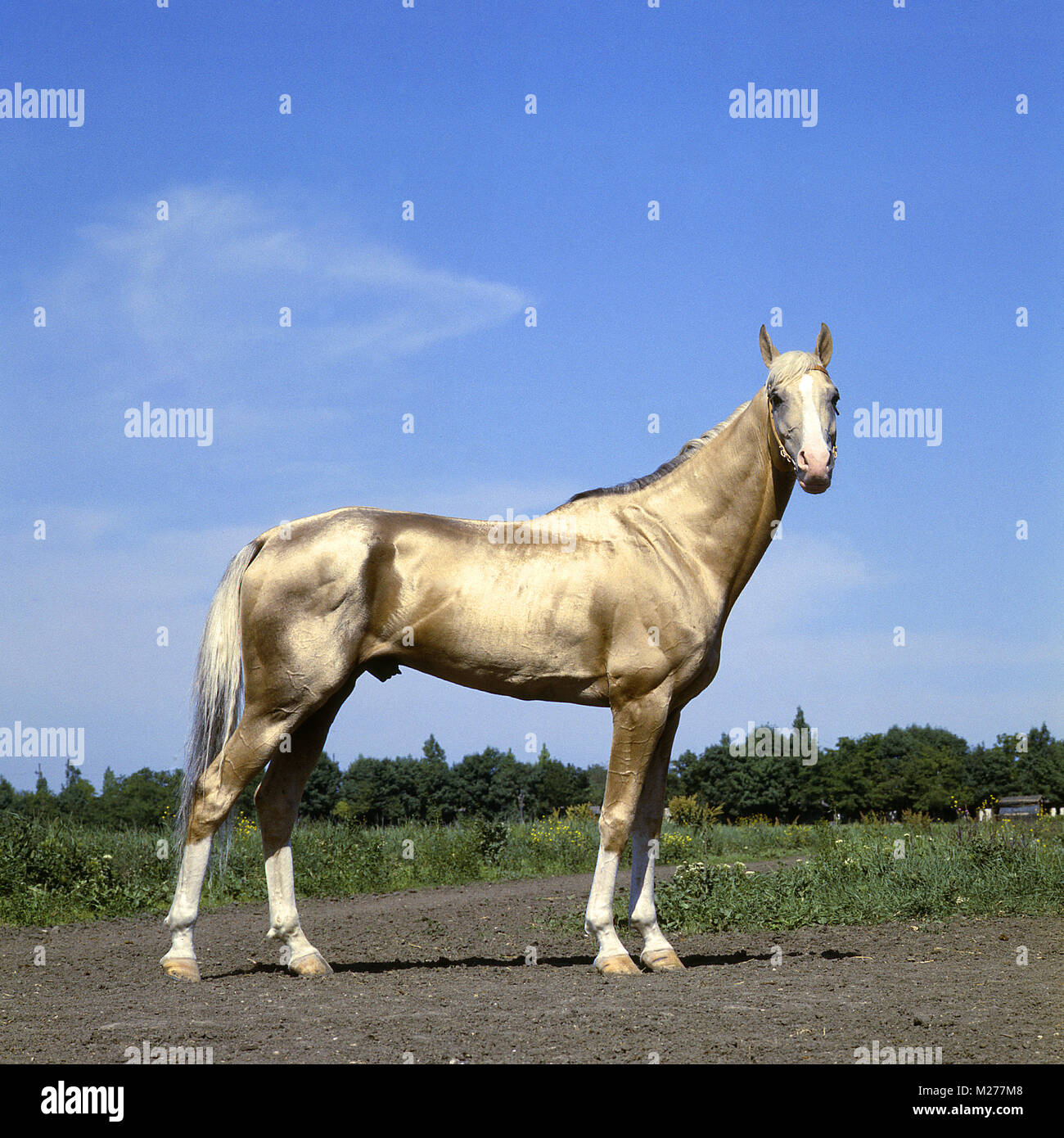 Gold Akhal Teke