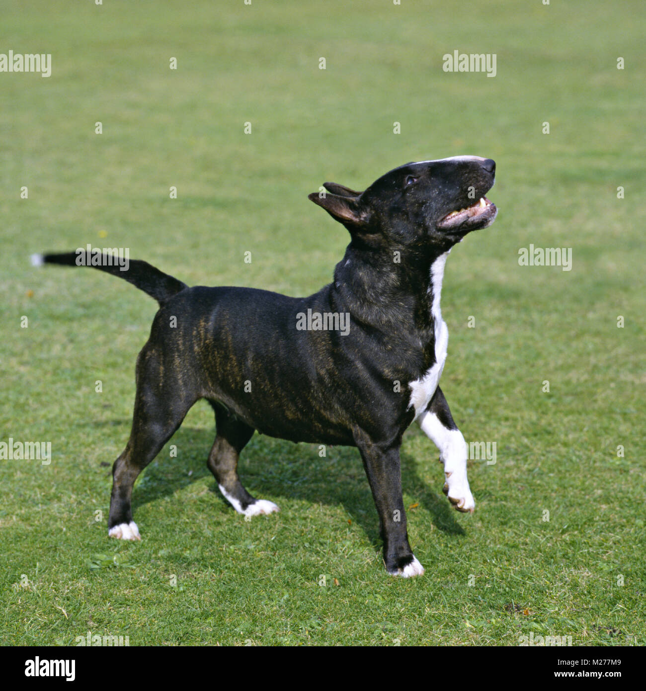 Side view bull terrier standing hi-res stock photography and images - Alamy