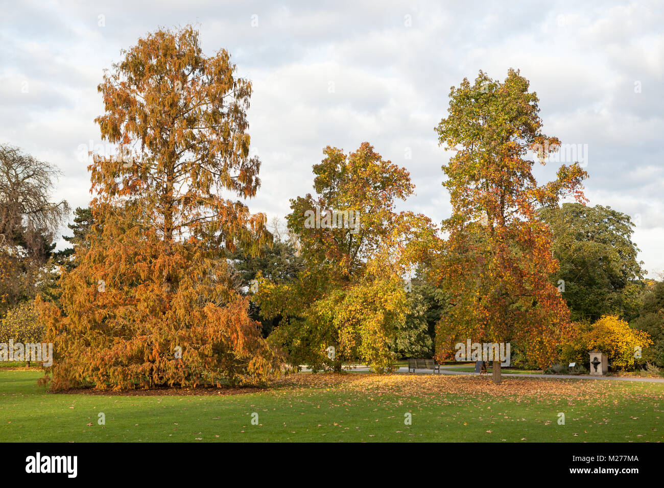 Large autumnal trees in Kew Gardens, London, UK Stock Photo - Alamy