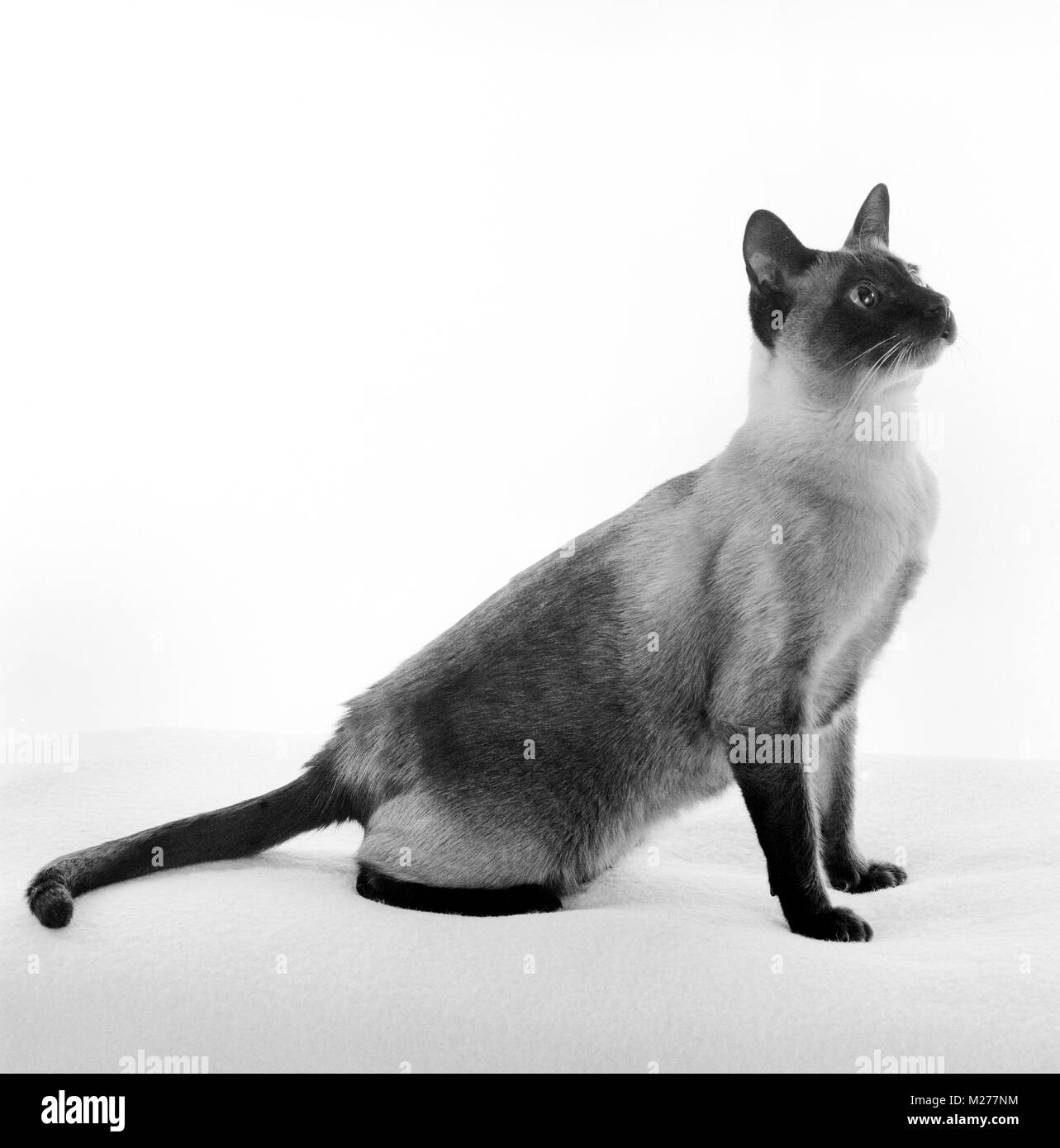 White siamese cat Black and White Stock Photos & Images - Alamy