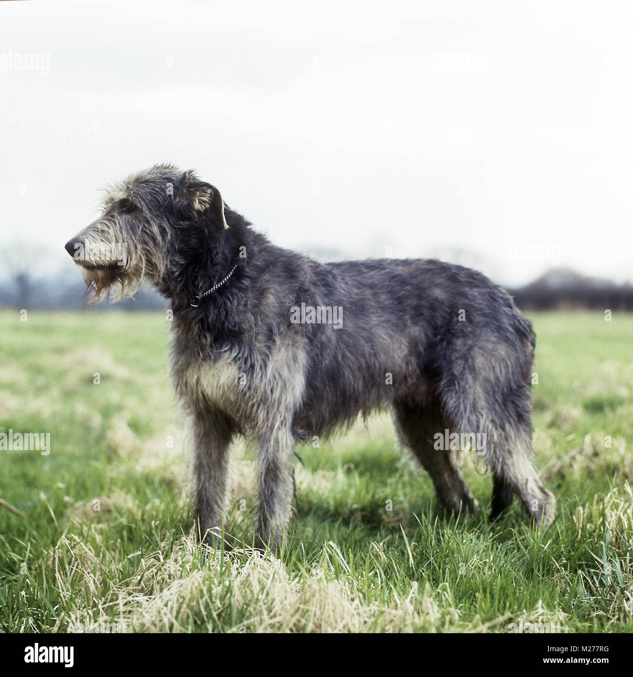 Irish wolfhound male hi-res stock photography and images - Alamy
