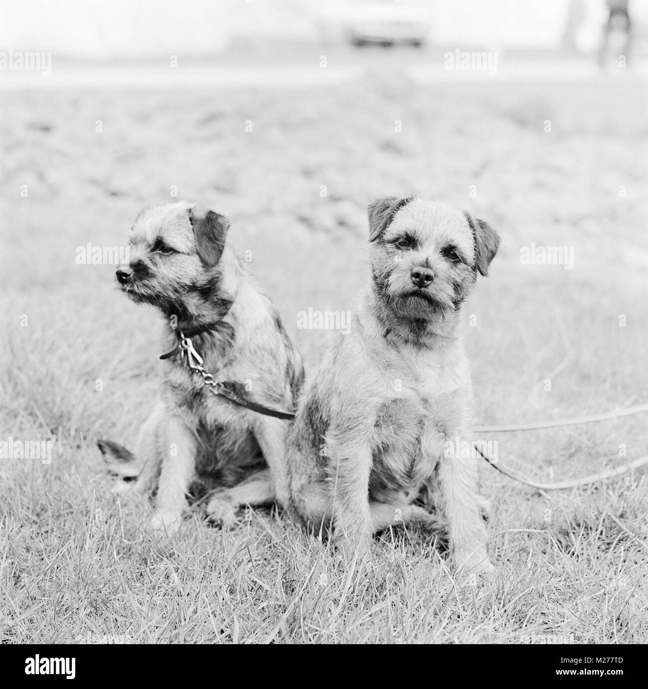 two border terriers sitting together Stock Photo - Alamy