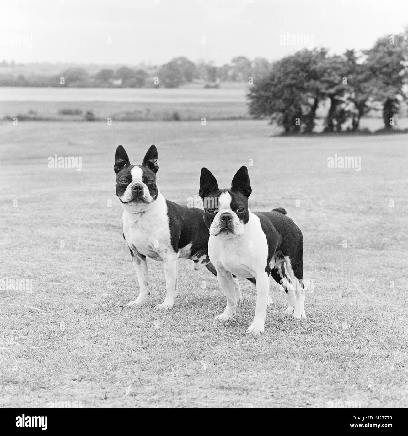 two boston terriers Stock Photo - Alamy