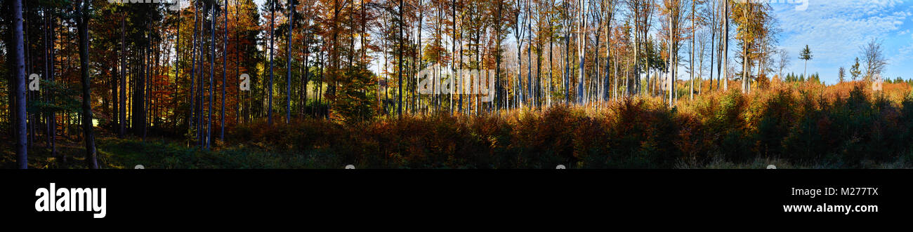 Autumn forest, panorama Stock Photo - Alamy