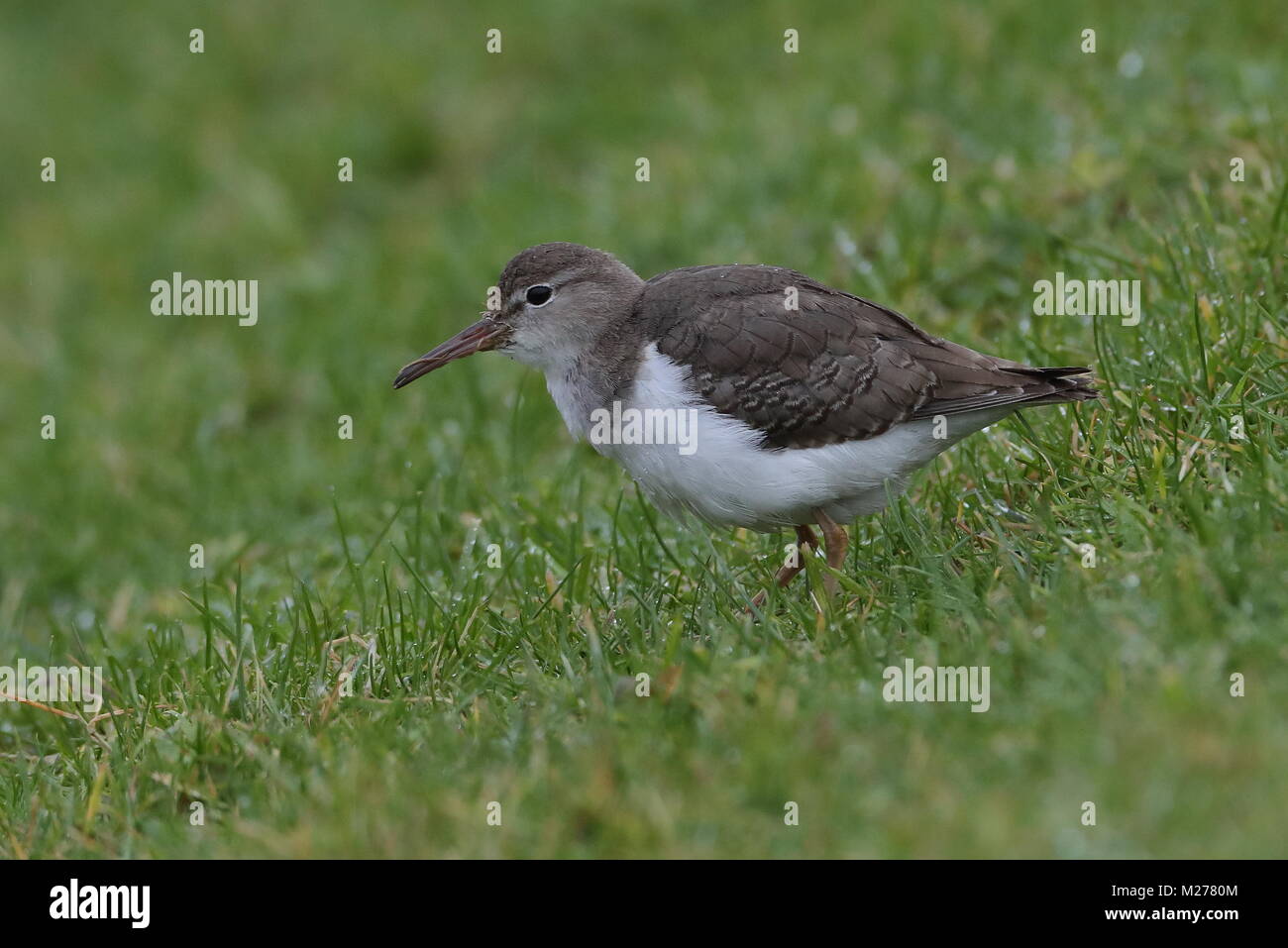 1st winter Spotted Sandpiper Stock Photo - Alamy