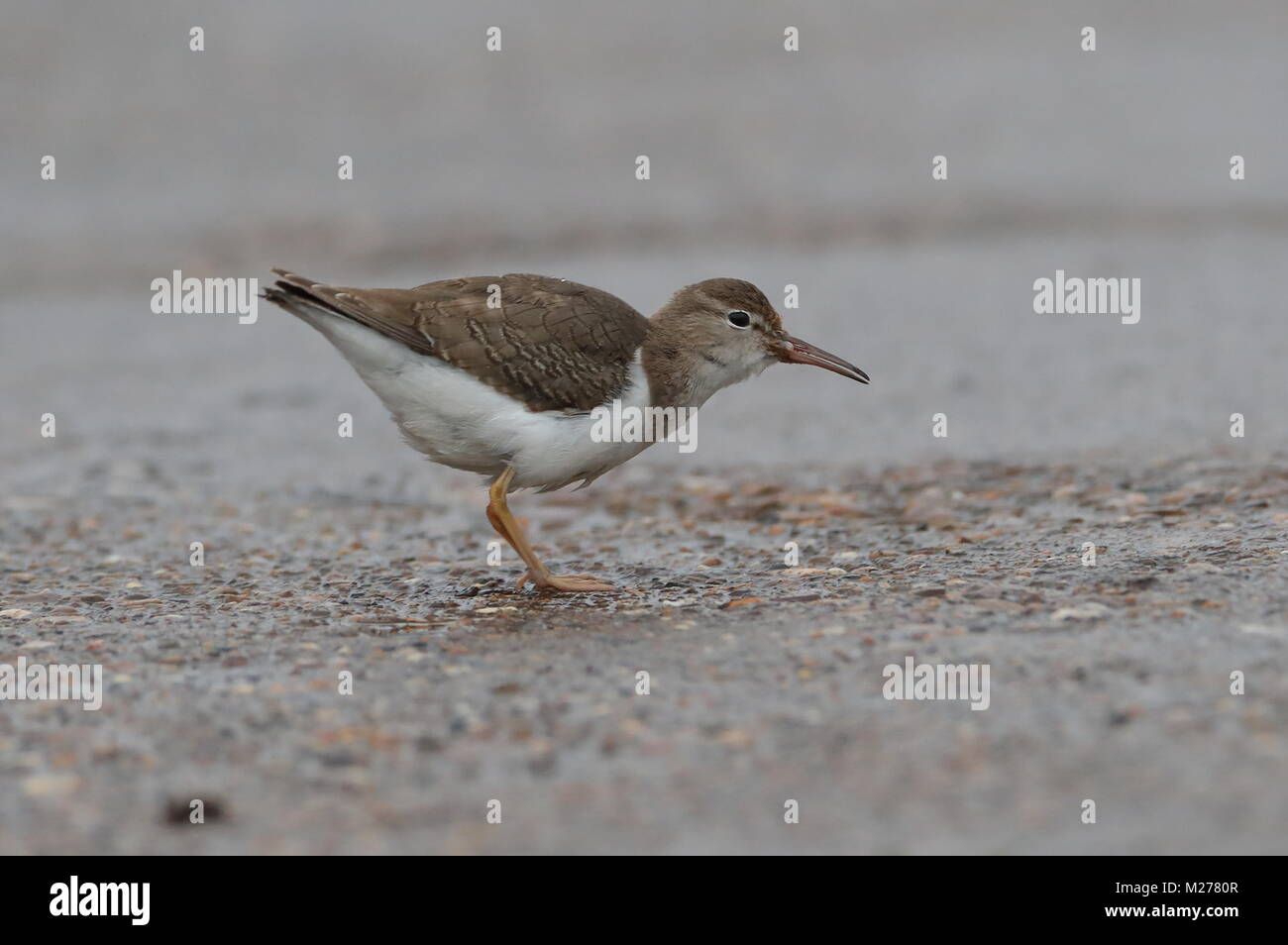 1st winter Spotted Sandpiper Stock Photo - Alamy