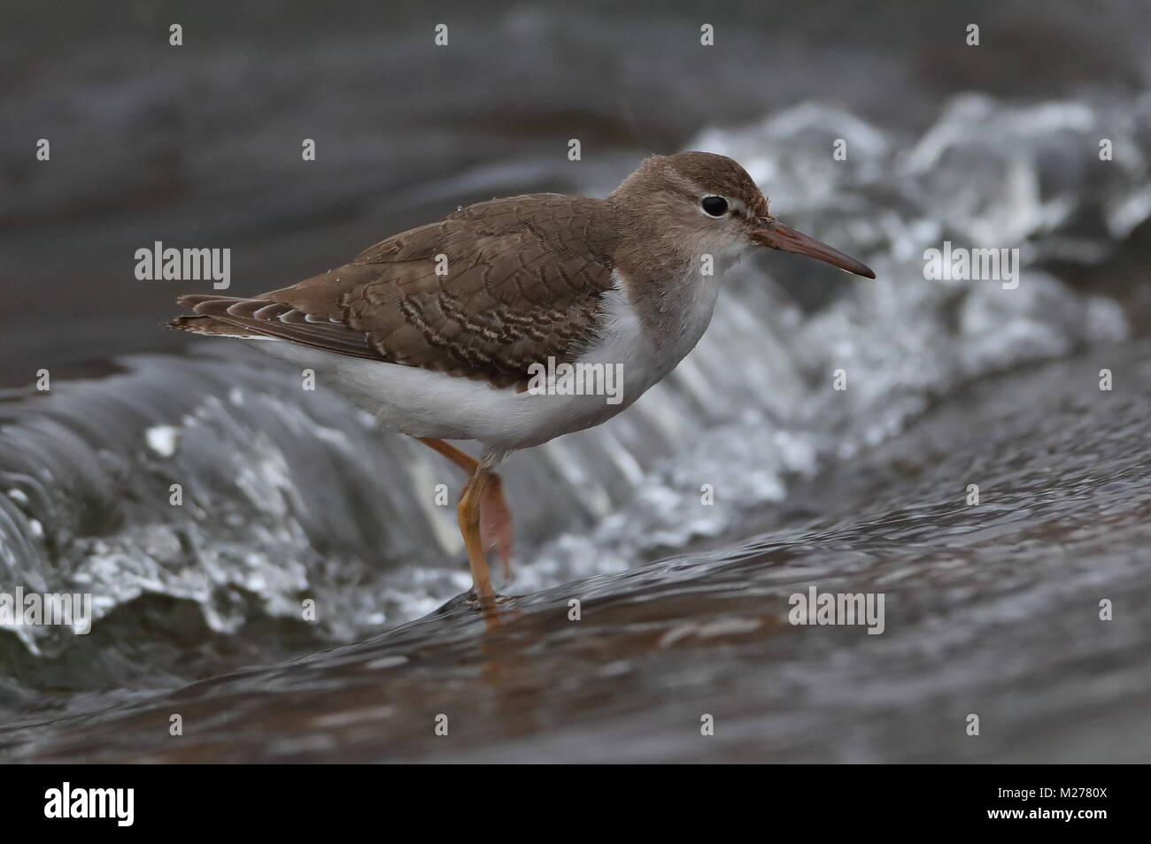 1st winter Spotted Sandpiper Stock Photo - Alamy