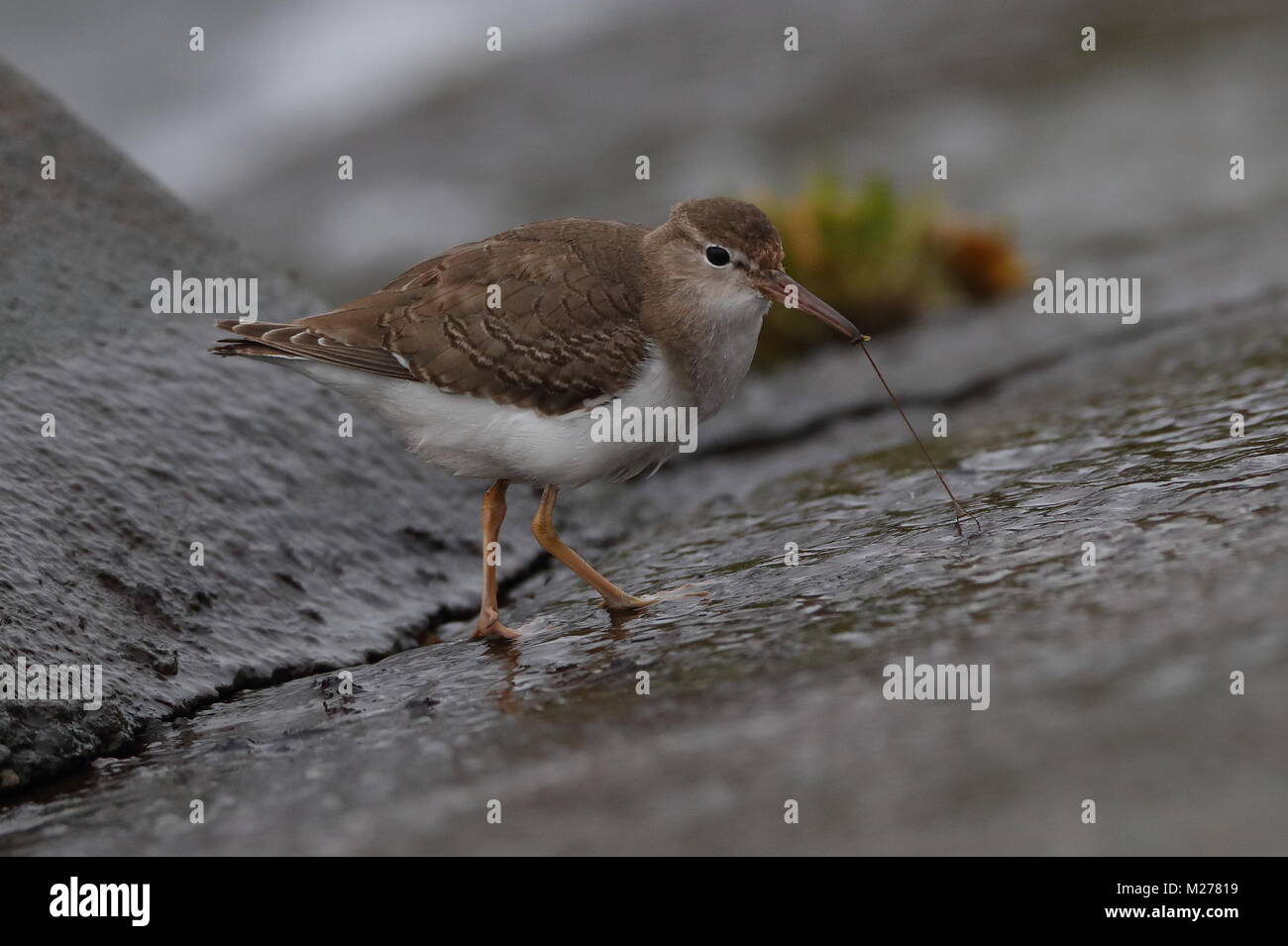 North american sandpiper hi-res stock photography and images - Alamy
