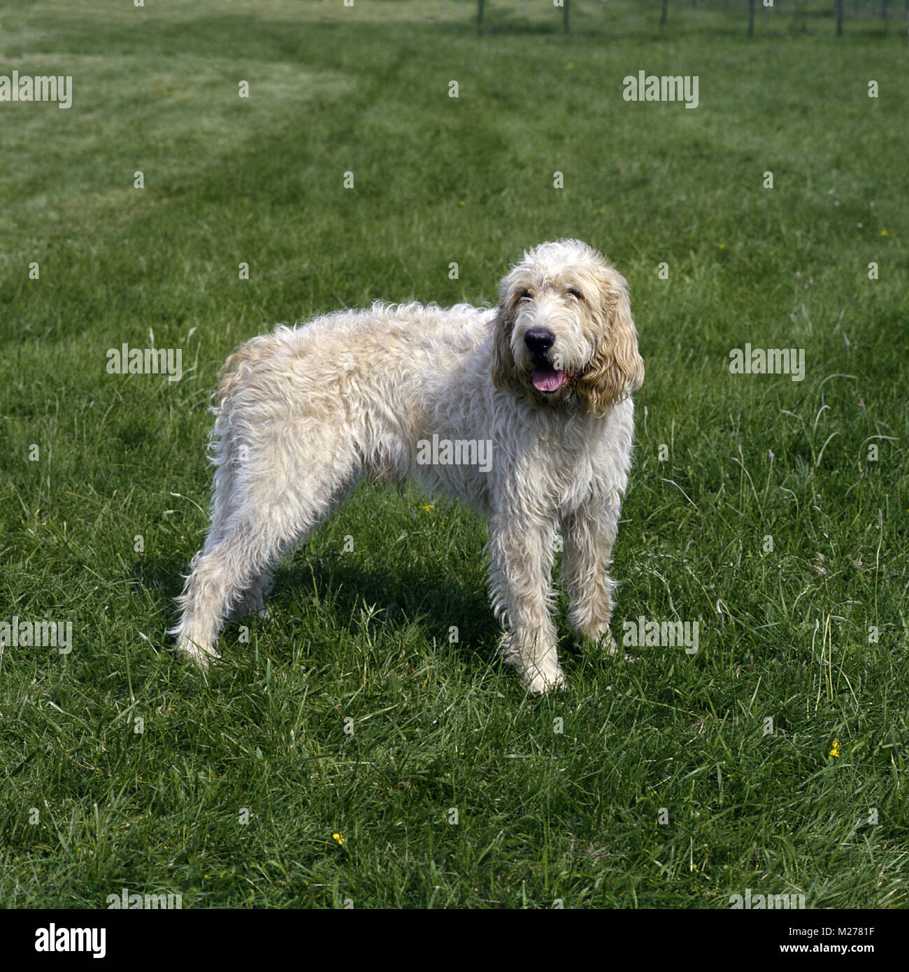 Grand griffon vendeen hi-res stock photography and images - Alamy
