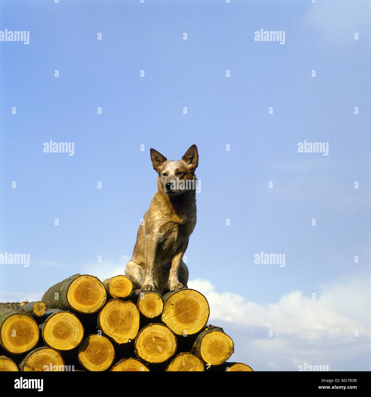 formakin brolga, australian cattle dog on wood pile Stock Photo - Alamy