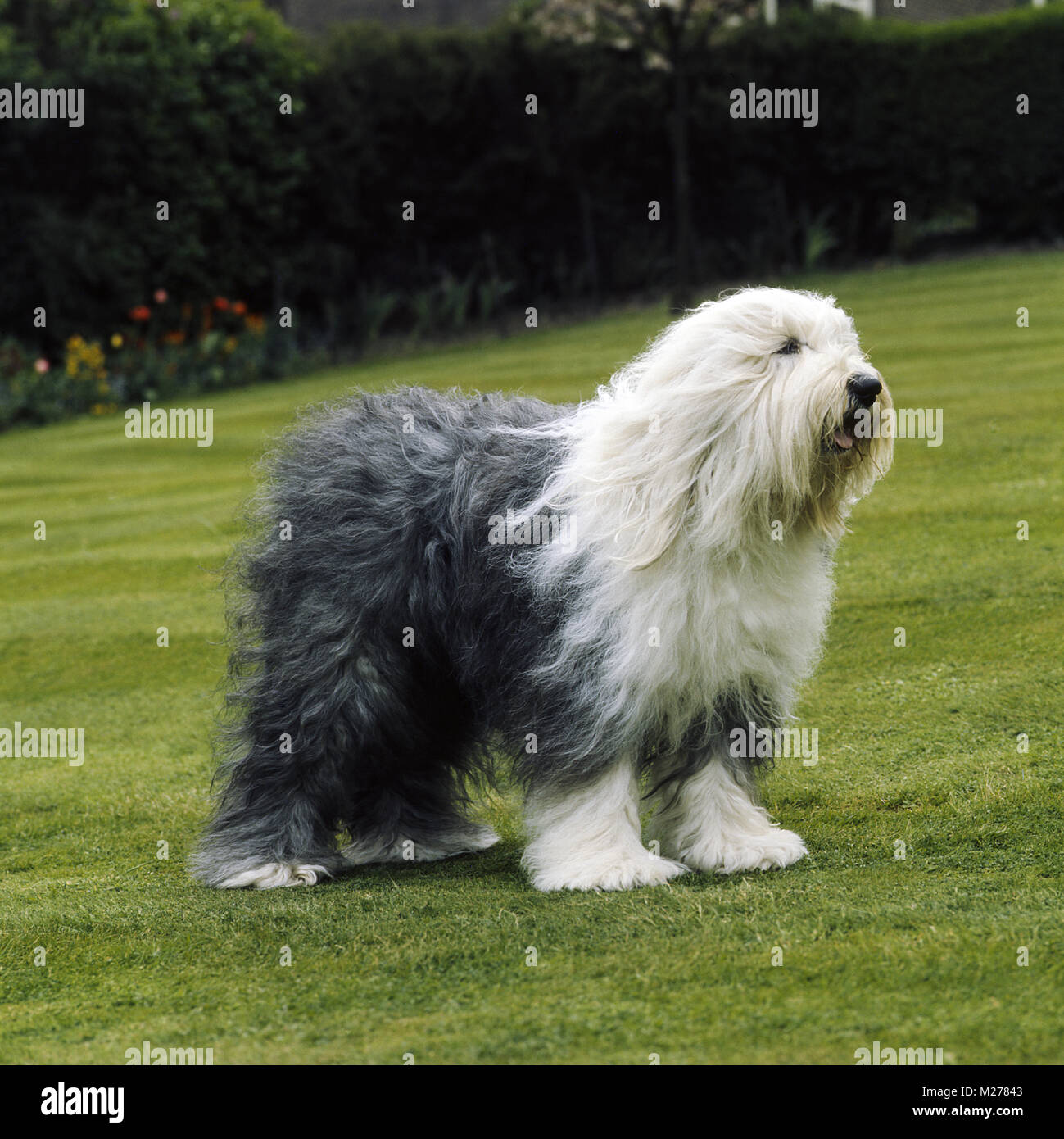 champion old english sheepdog standing on grass Stock Photo - Alamy