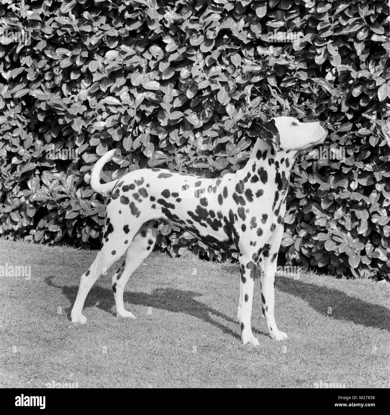Sally anne thompson hi-res stock photography and images - Alamy