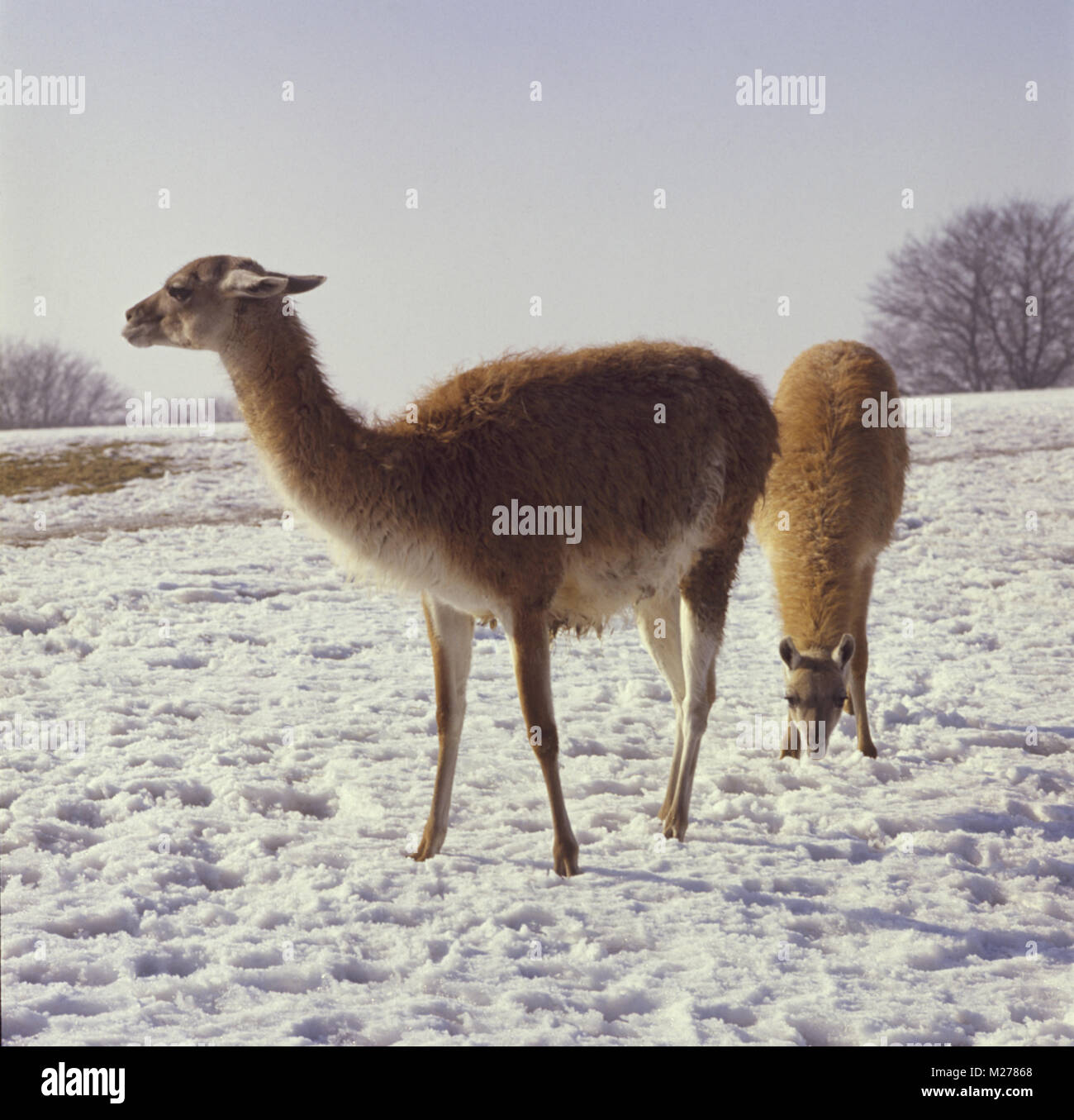 two Llamas standing in the snow Stock Photo - Alamy