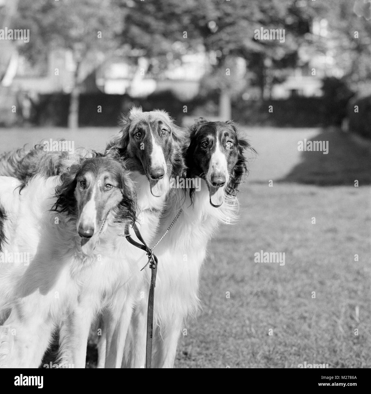 three borzois from springett kennels Stock Photo - Alamy