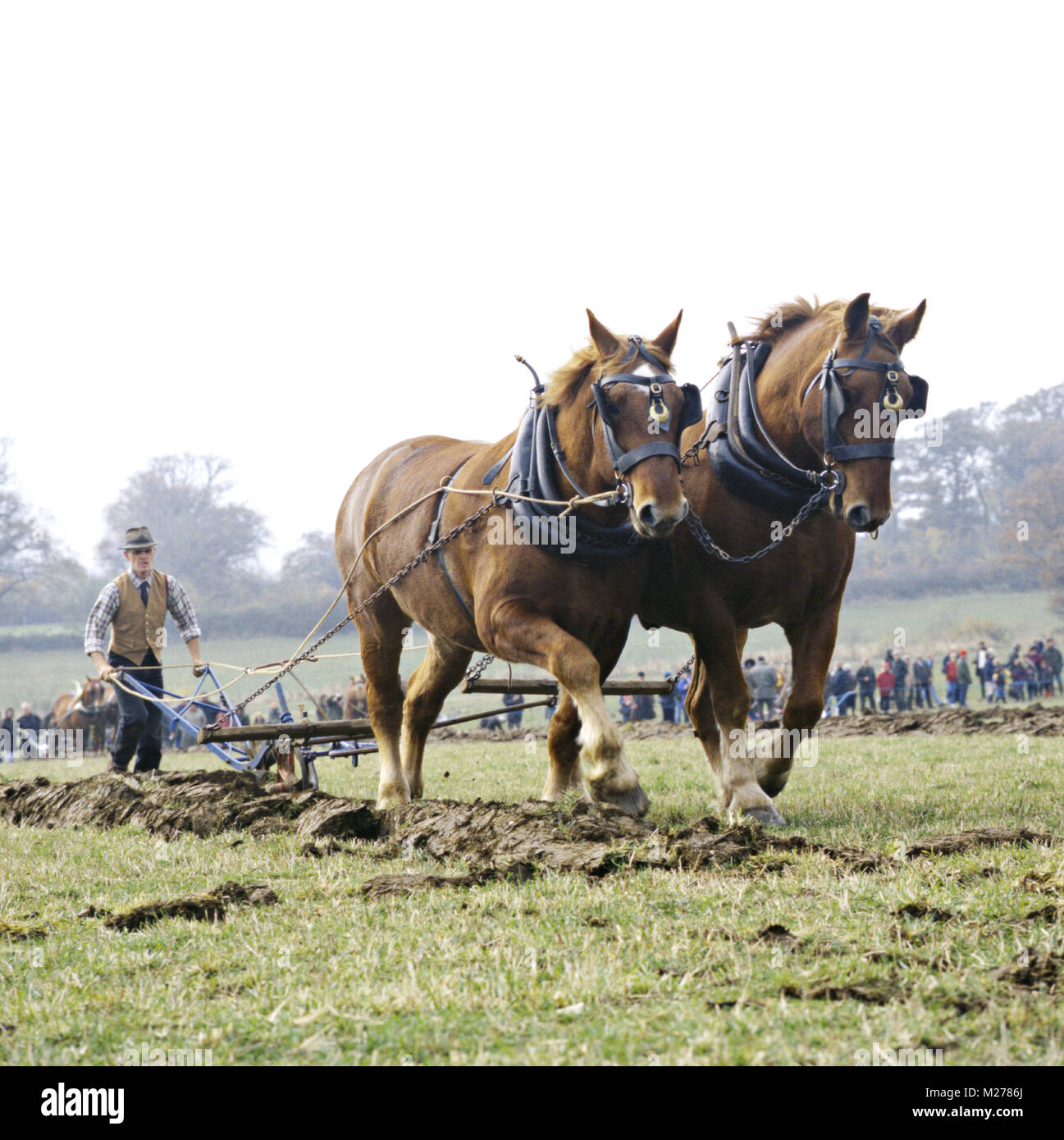 suffolk punch horses ploughing in competition at paul heiney's farm ...