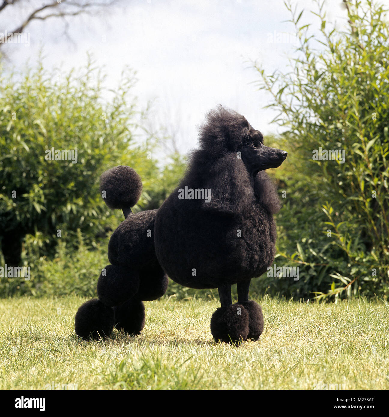standard poodle in show pose Stock Photo - Alamy