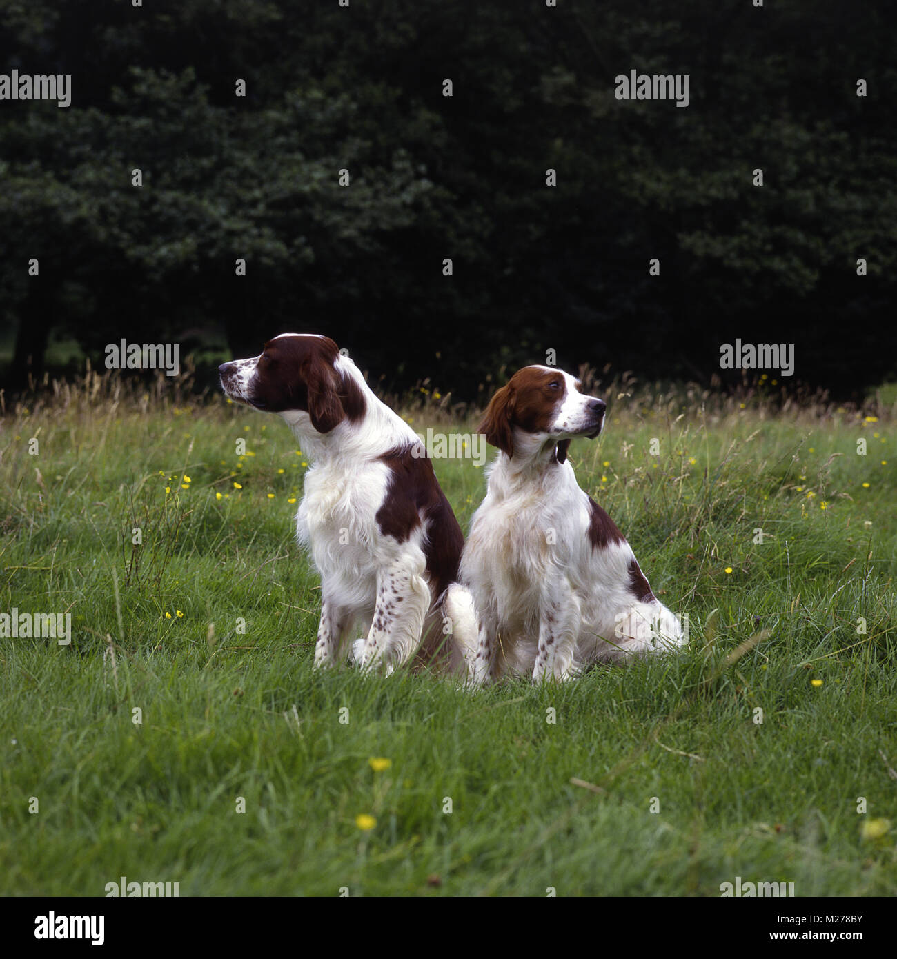 llanelwy hard days night at chardine, left, chardine vari, irish red ...
