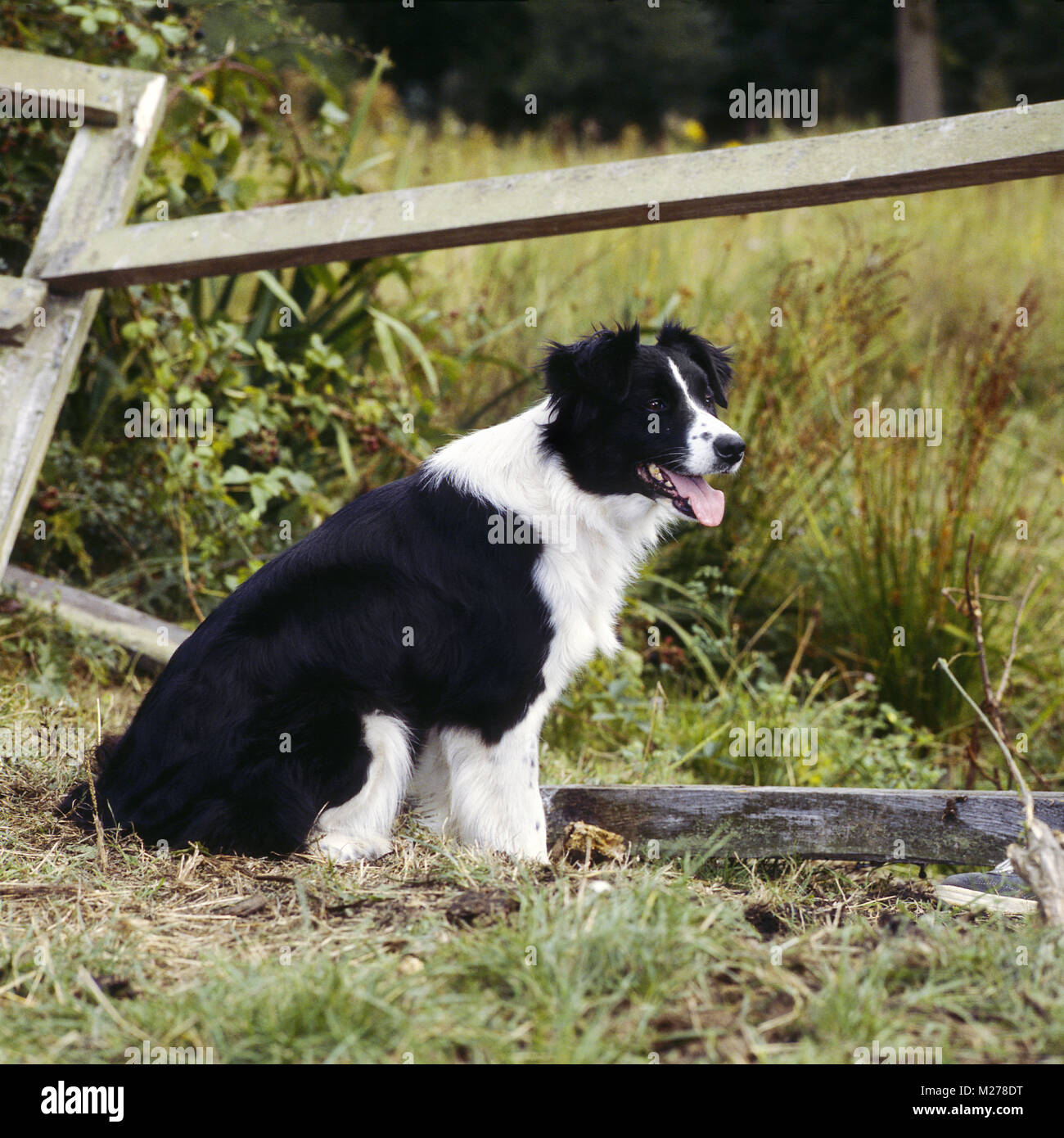 border collie, show dog, sitting Stock Photo - Alamy