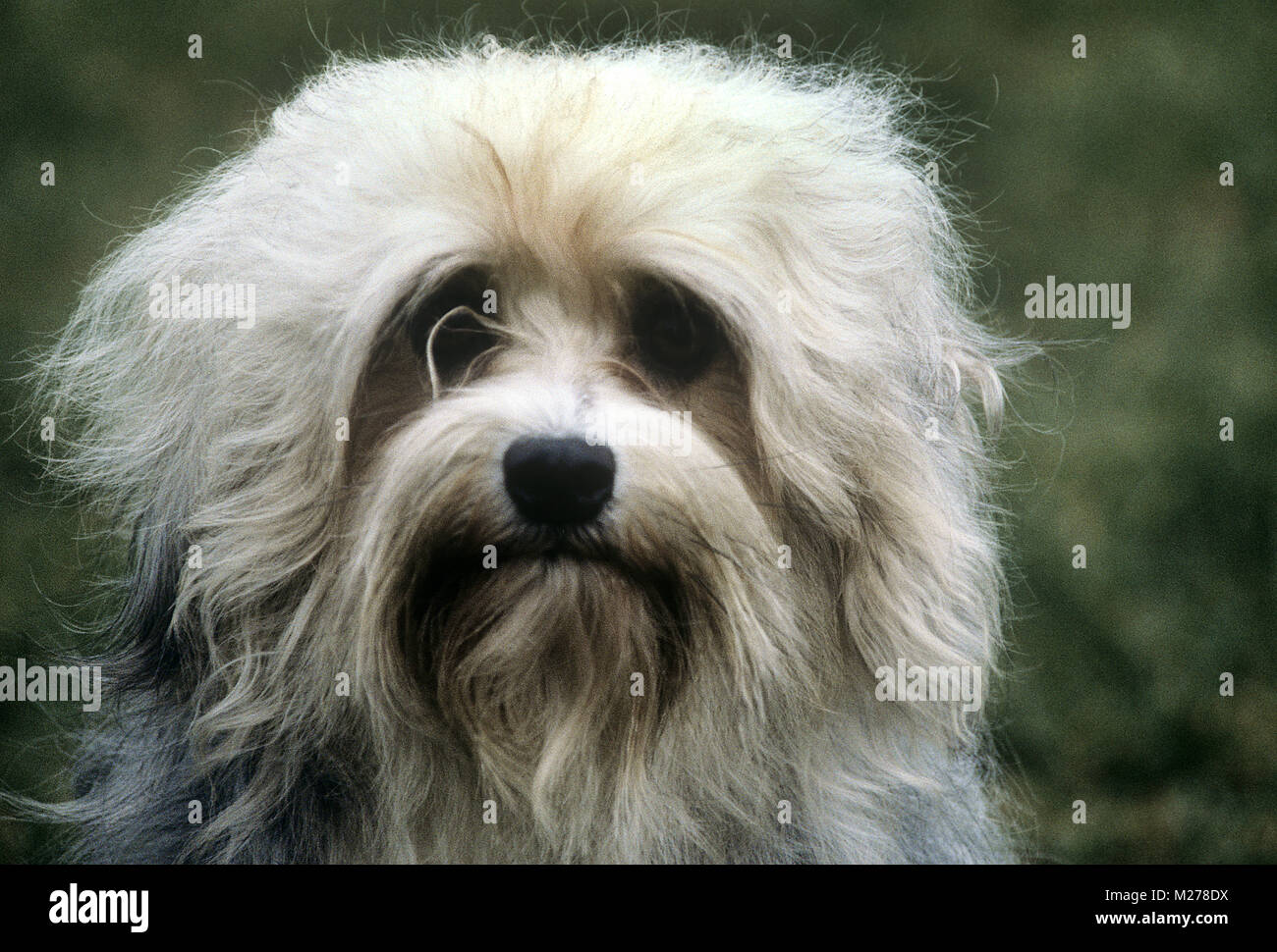 Lowchen hi-res stock photography and images - Alamy