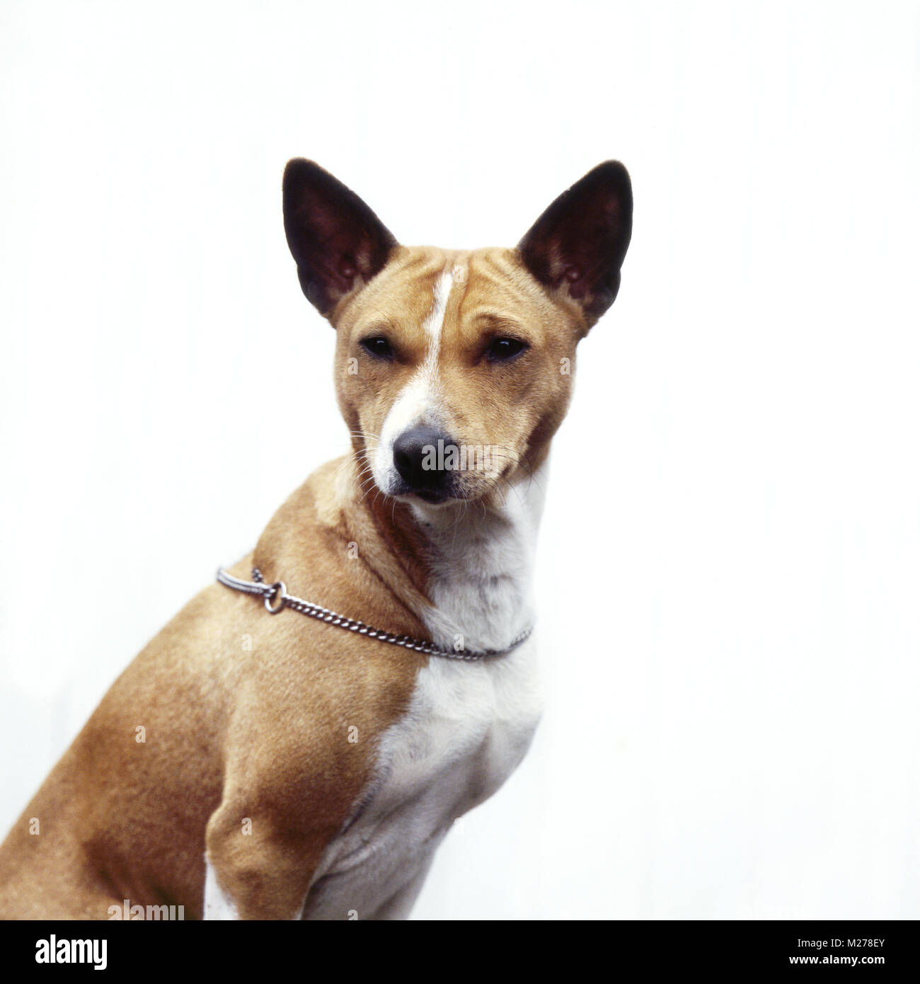 basenji on white background Stock Photo - Alamy