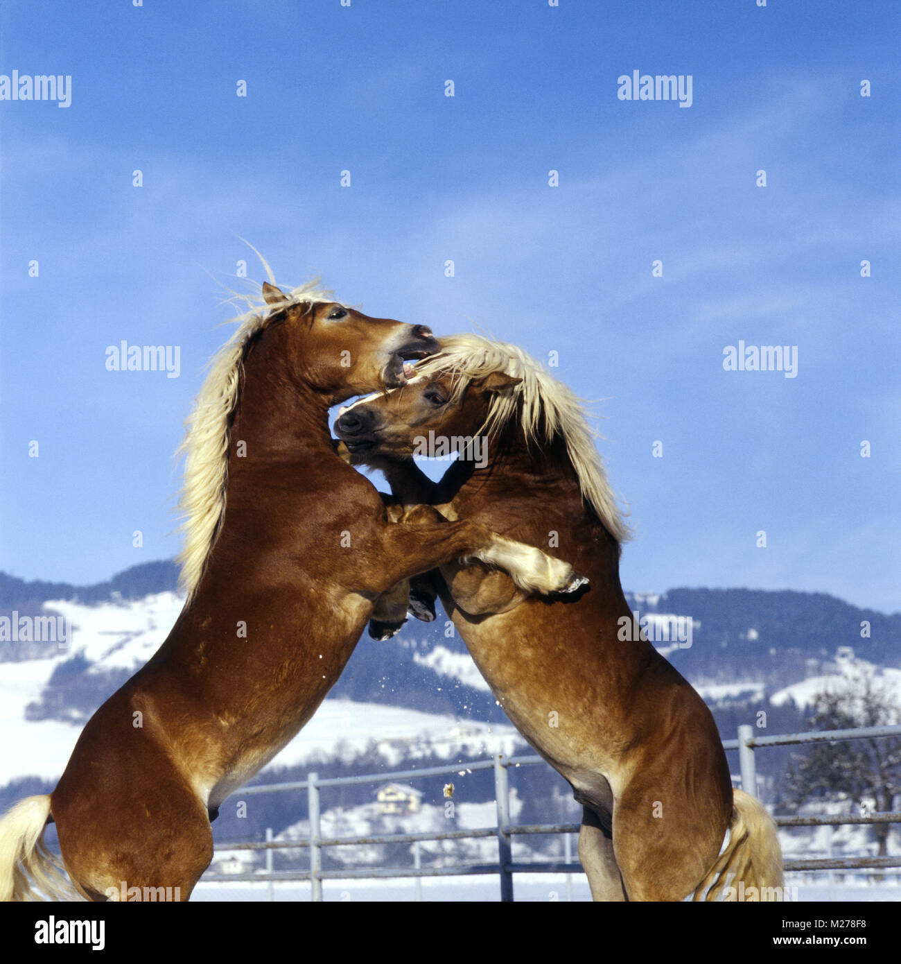 Rearing horse palomino hi-res stock photography and images - Alamy