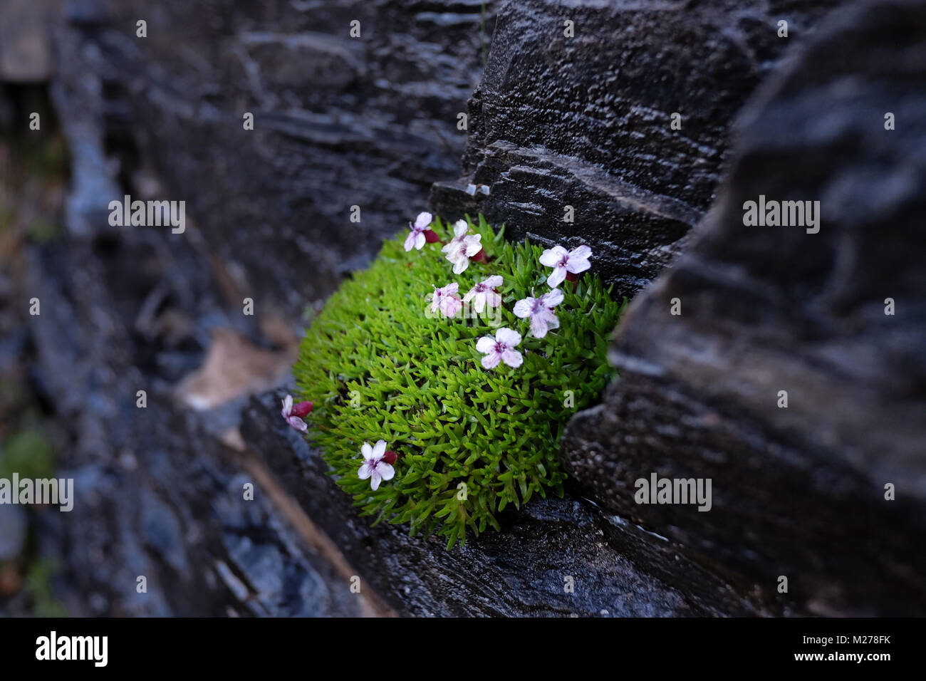 Plant on stone hi-res stock photography and images - Alamy
