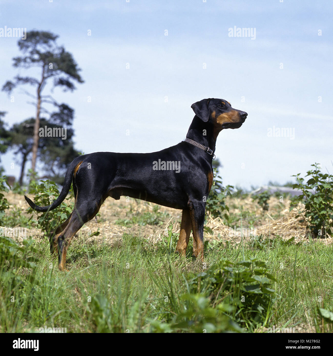 undocked dobermann standing in the countryside Stock Photo - Alamy