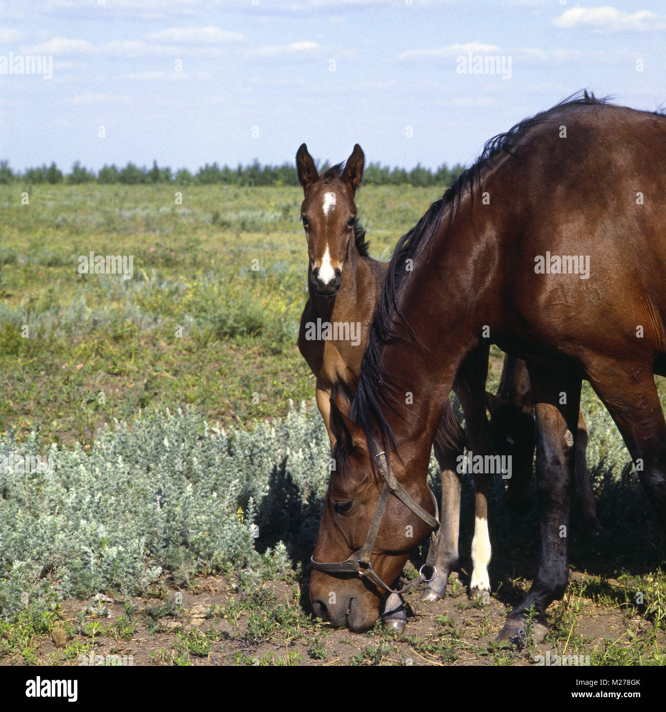 Budyonny hi-res stock photography and images - Alamy