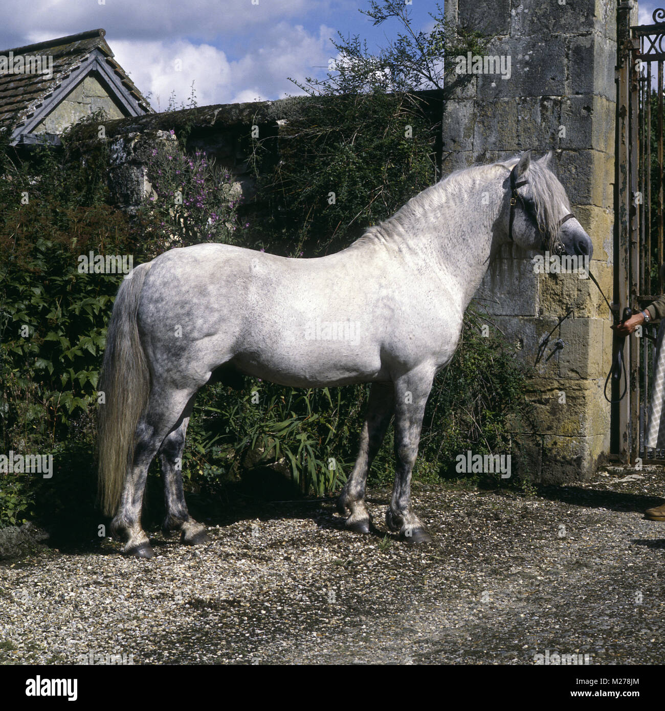 Connemara pony stallion white hi-res stock photography and images - Alamy