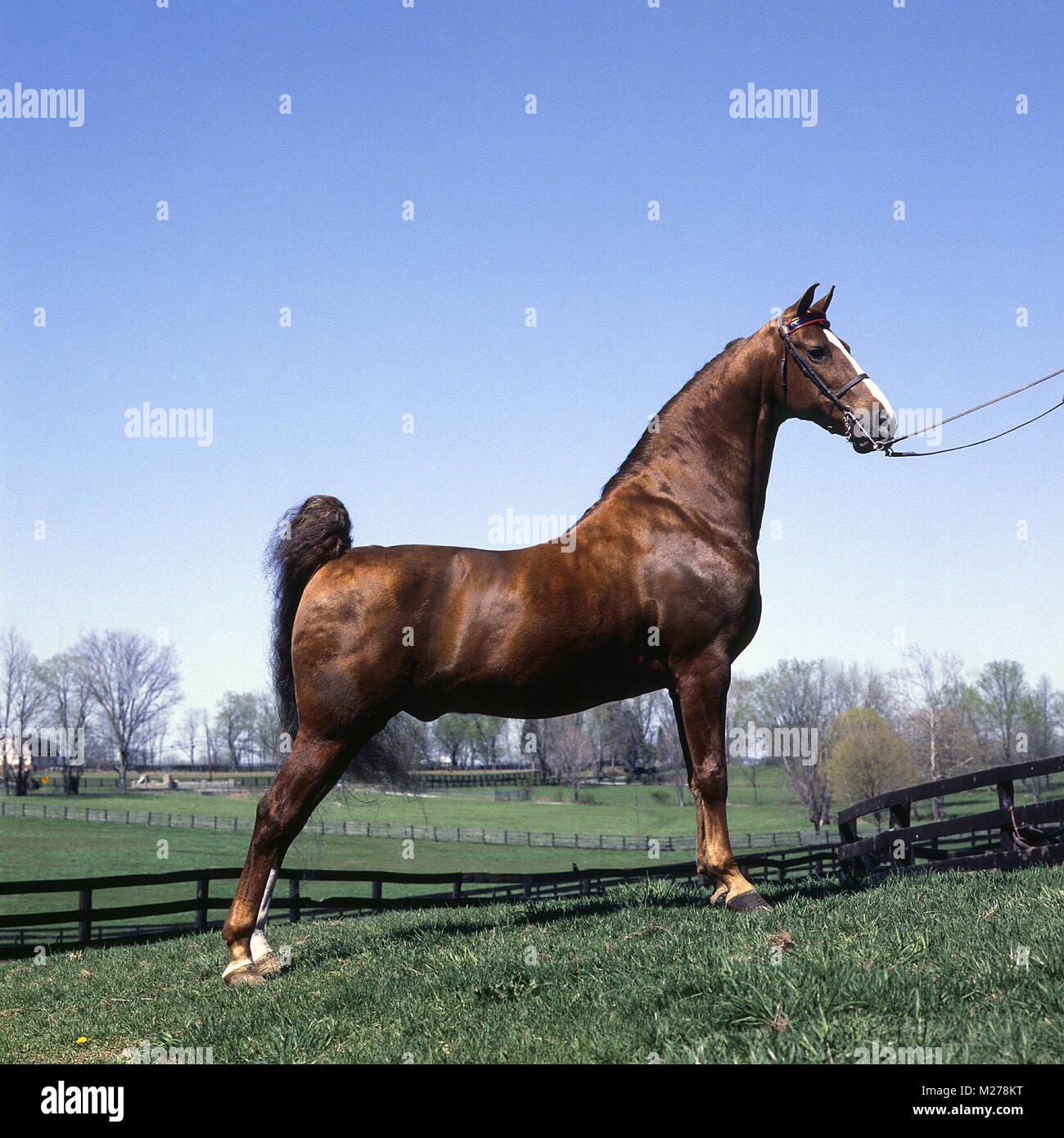 Sparkling Sultan, American Saddlebred, posed in Kentucky, USA Stock ...