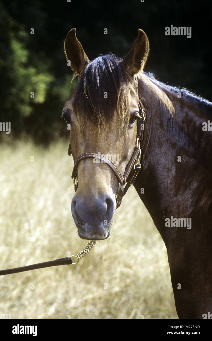 Original morgan horse hi-res stock photography and images - Alamy