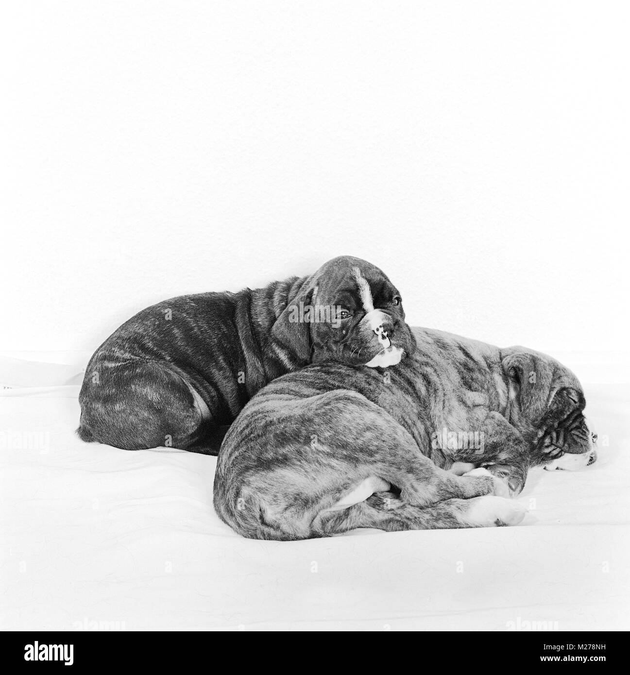 two boxer puppies Stock Photo - Alamy