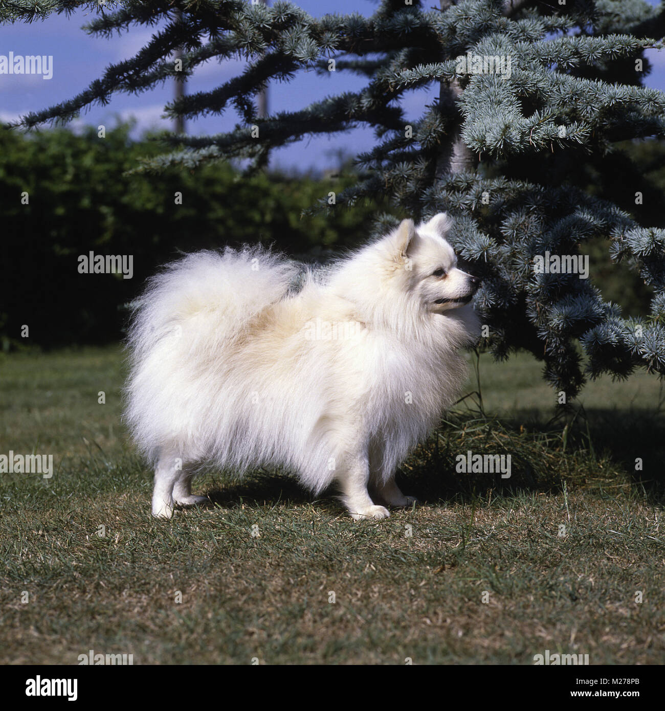 german spitz (klein) standing Stock Photo - Alamy