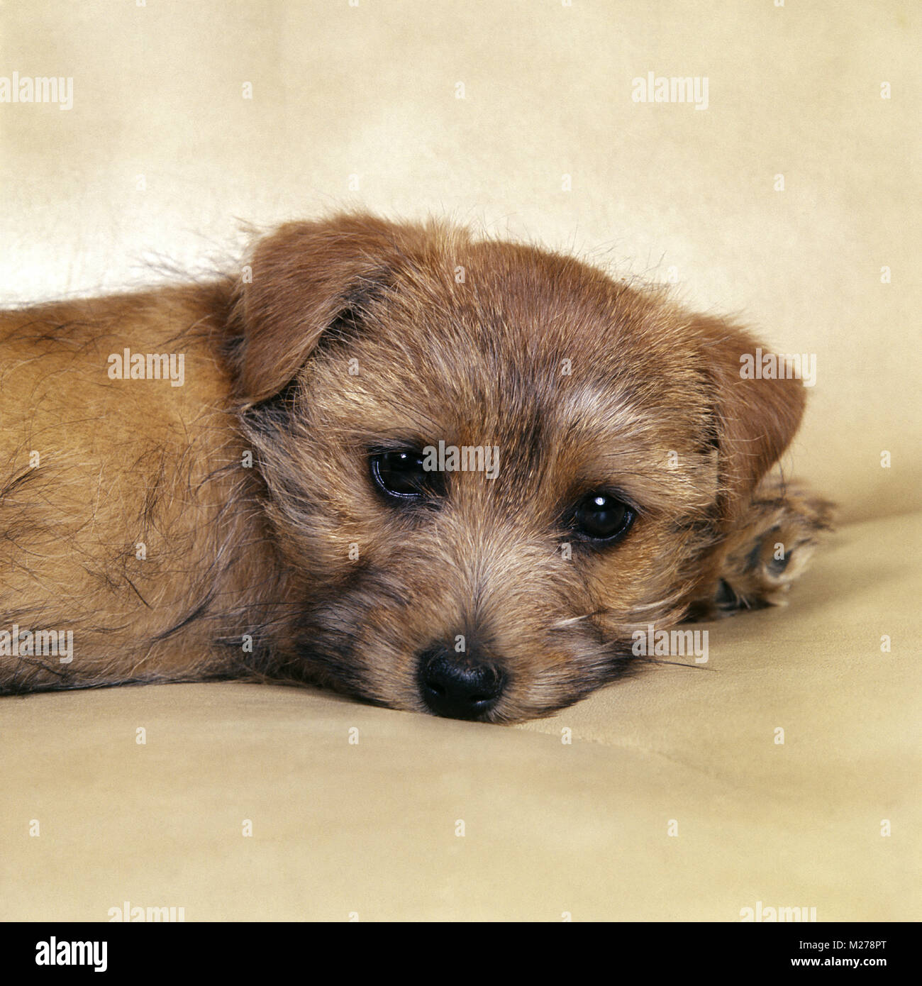 nanfan sage, norfolk terrier puppy lying in an armchair Stock Photo - Alamy