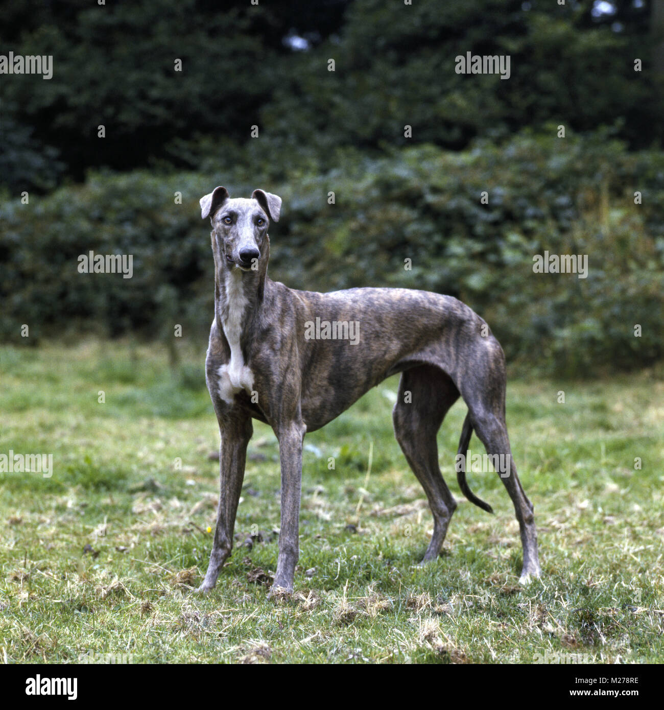 show greyhound in a field with hunting in mind Stock Photo - Alamy