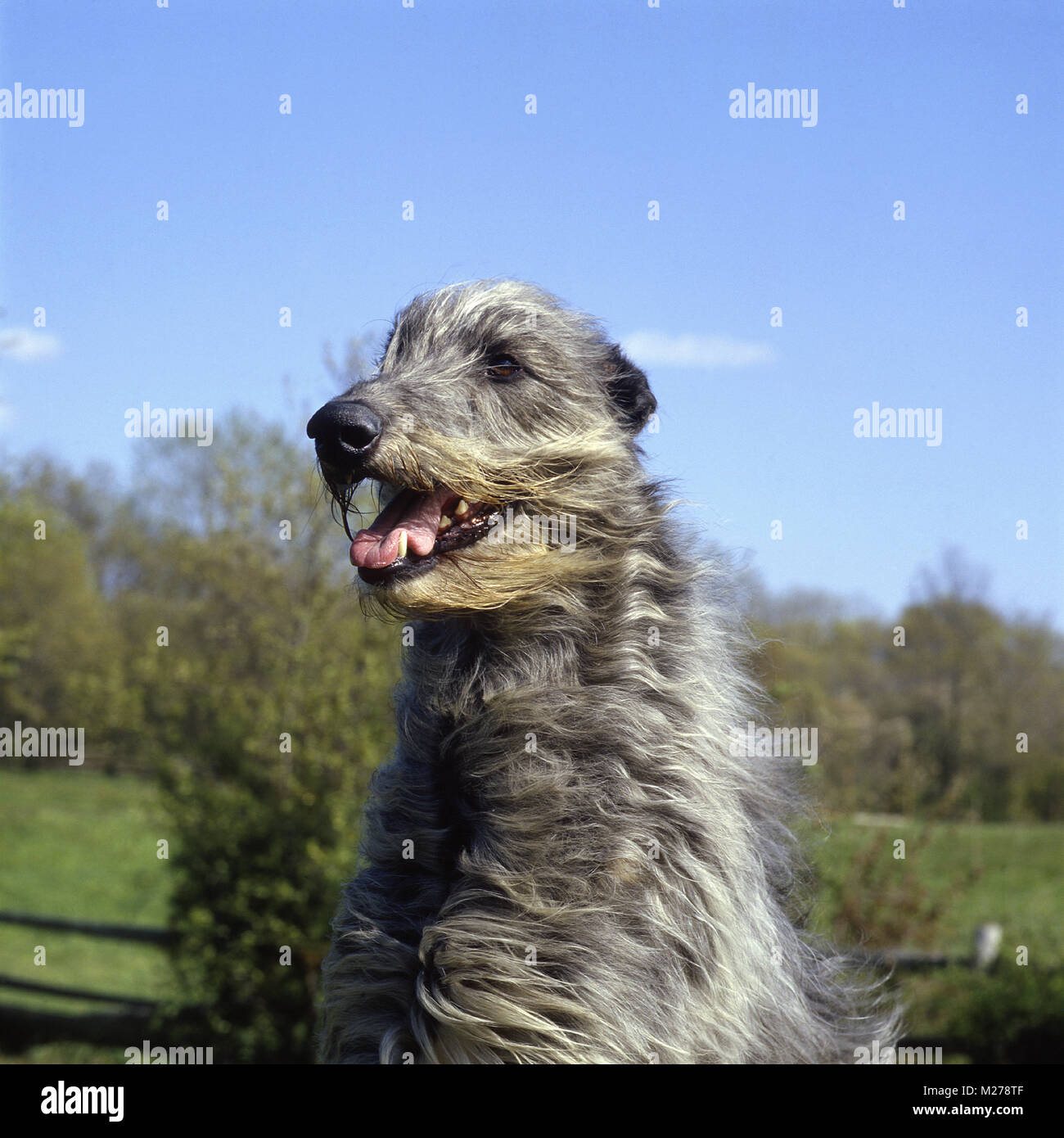am ch cruachan barbaree olympian, deerhound head portrait Stock Photo ...