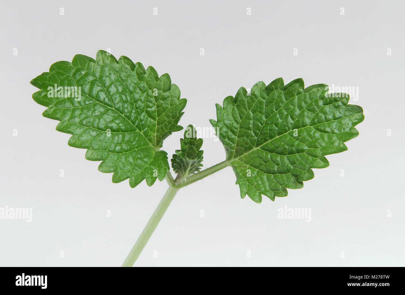 Sprig of mint leaf Stock Photo - Alamy