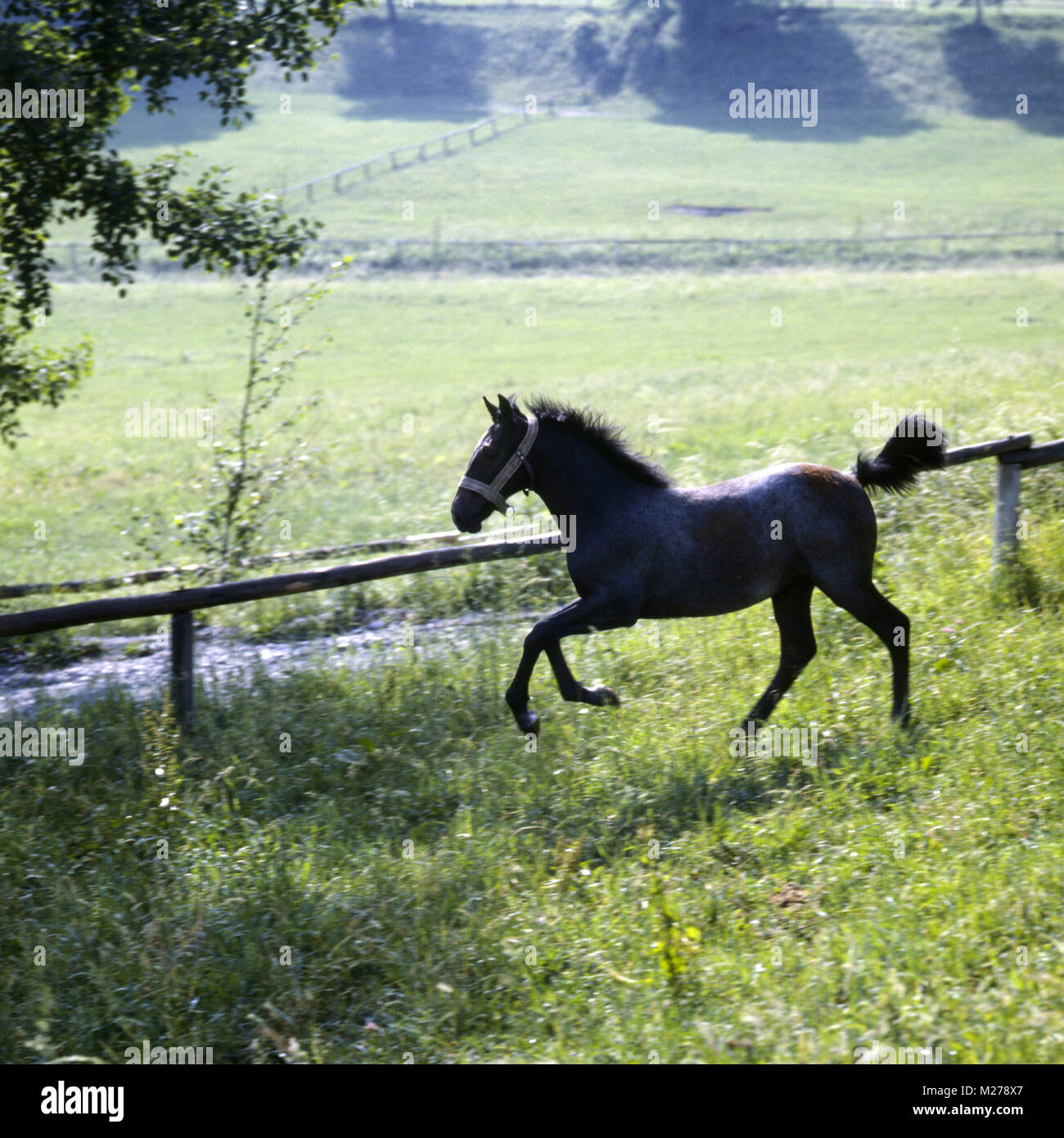 Grey lipizzaner hi-res stock photography and images - Alamy