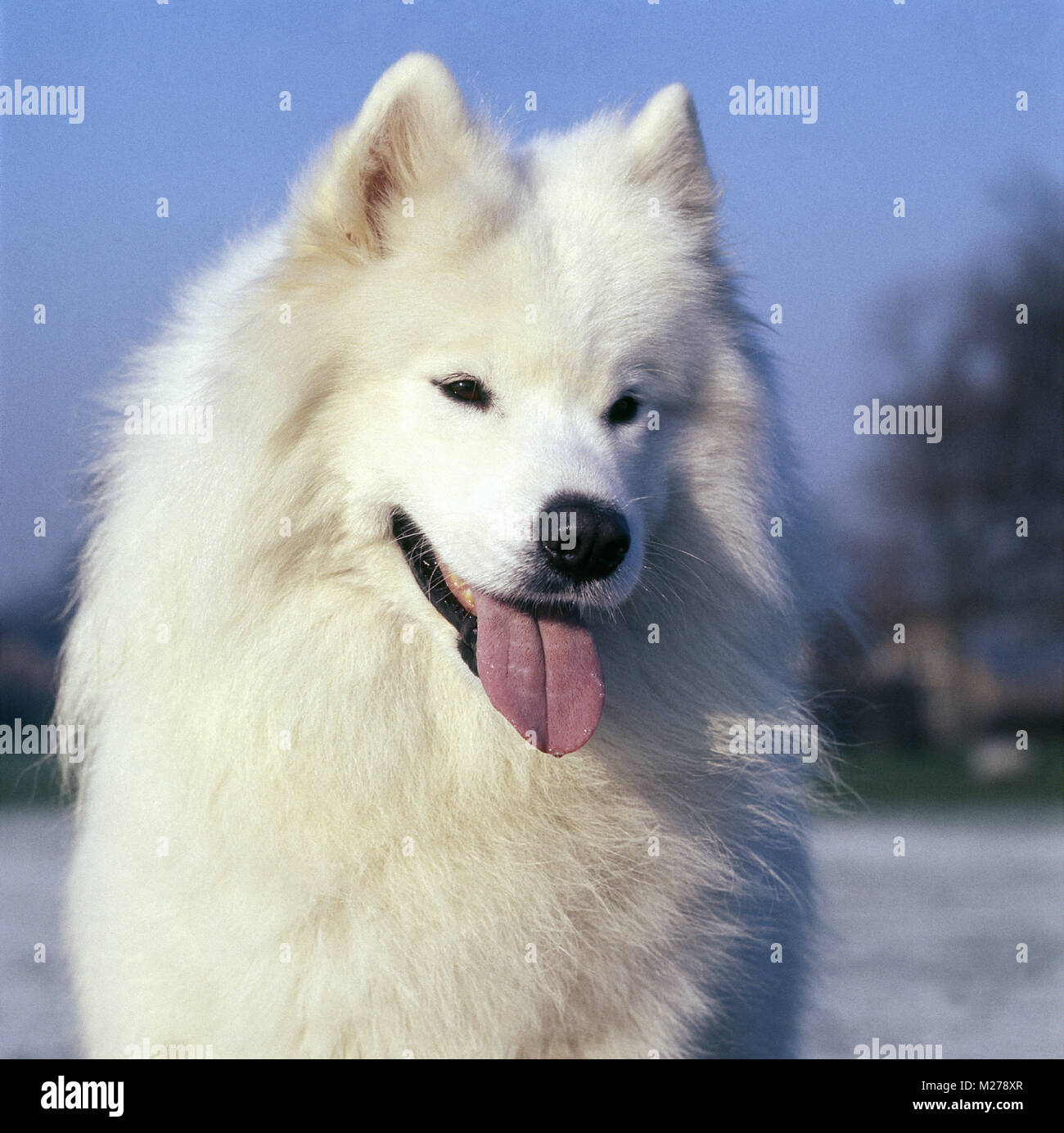 Samoyed head hi-res stock photography and images - Alamy