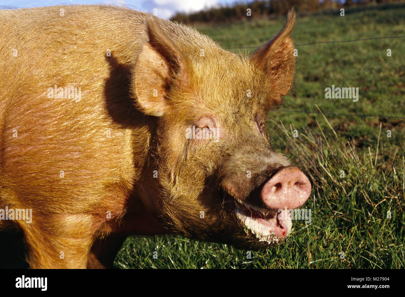tamworth pig, smiling, at heal farm Stock Photo - Alamy