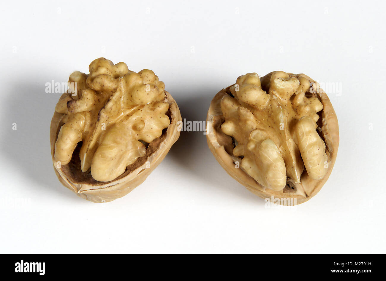 Rounded shell hi-res stock photography and images - Alamy