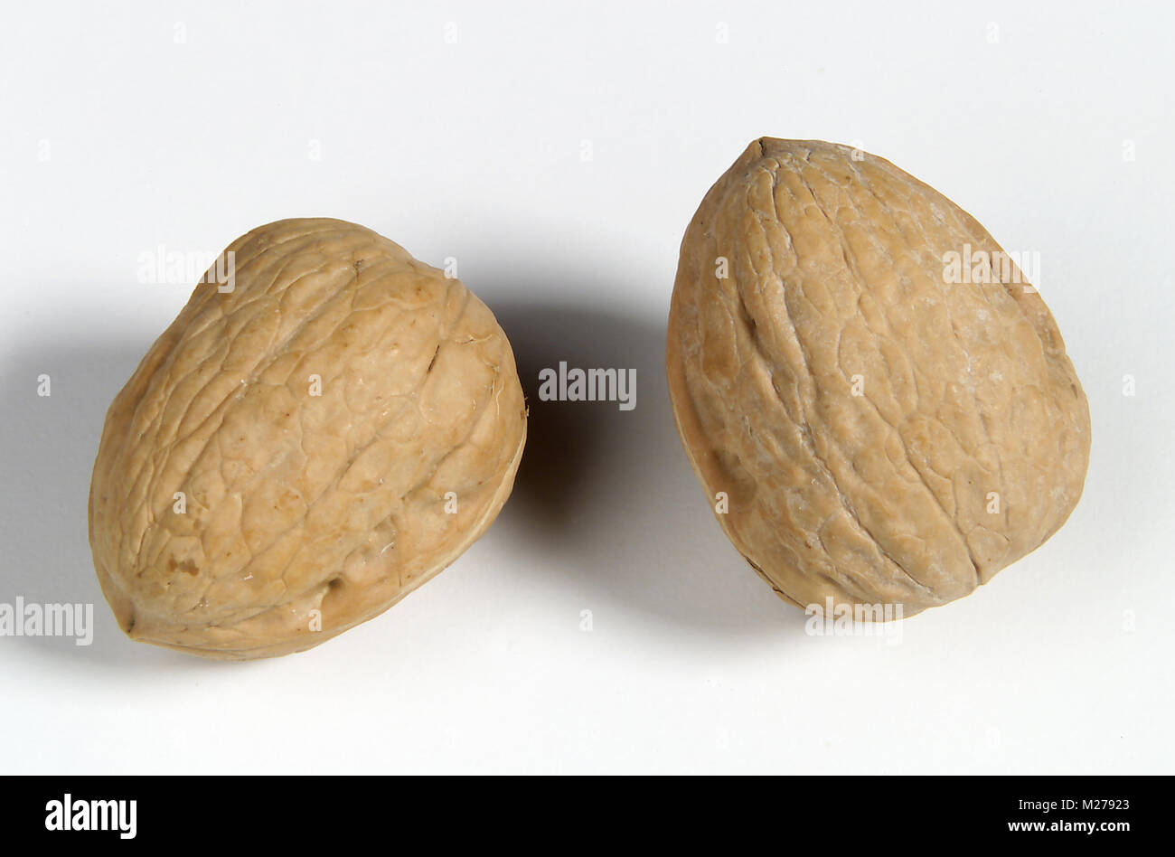 Segment of shell hi-res stock photography and images - Alamy