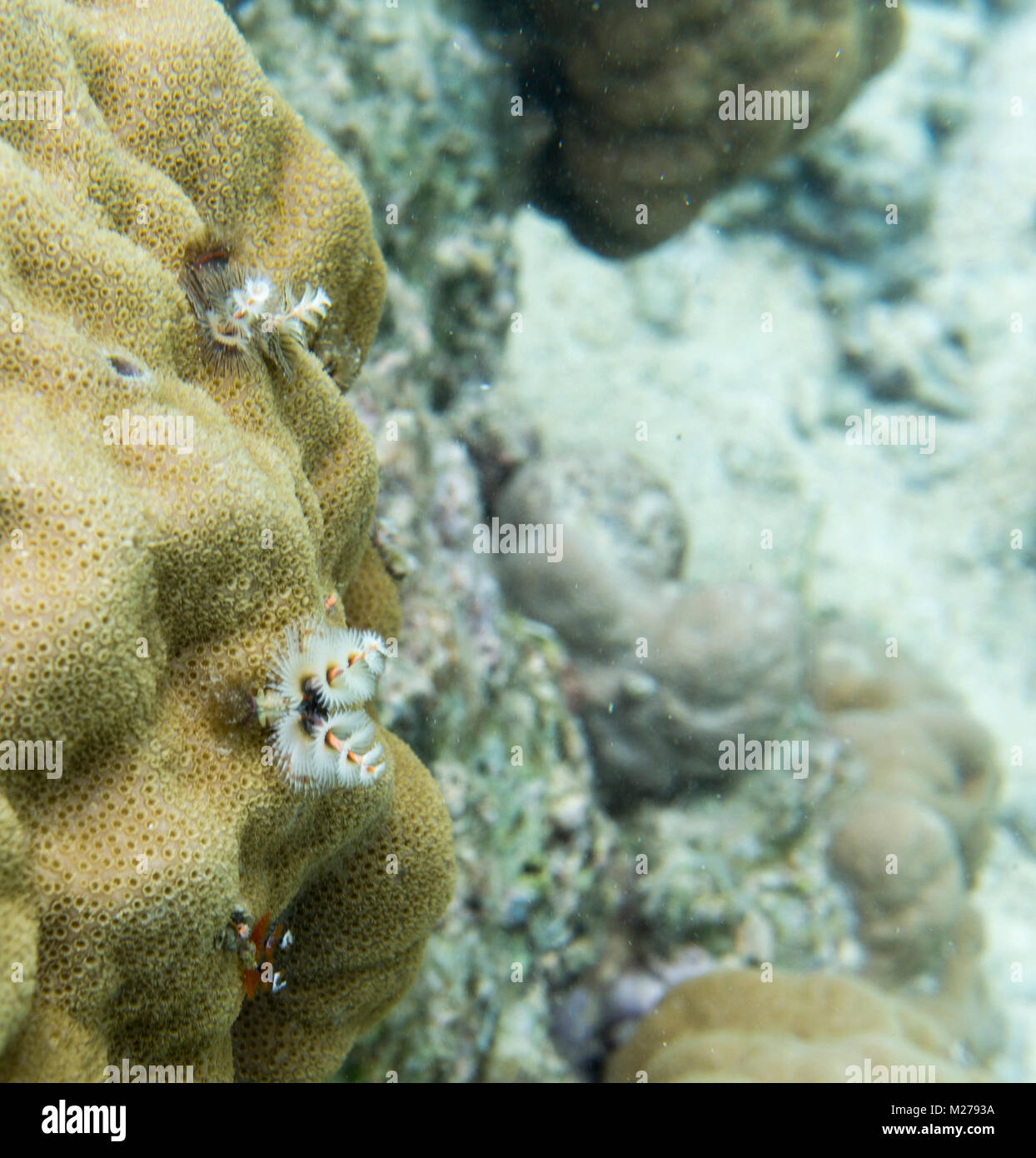 Deep ocean tube worms hi-res stock photography and images - Alamy