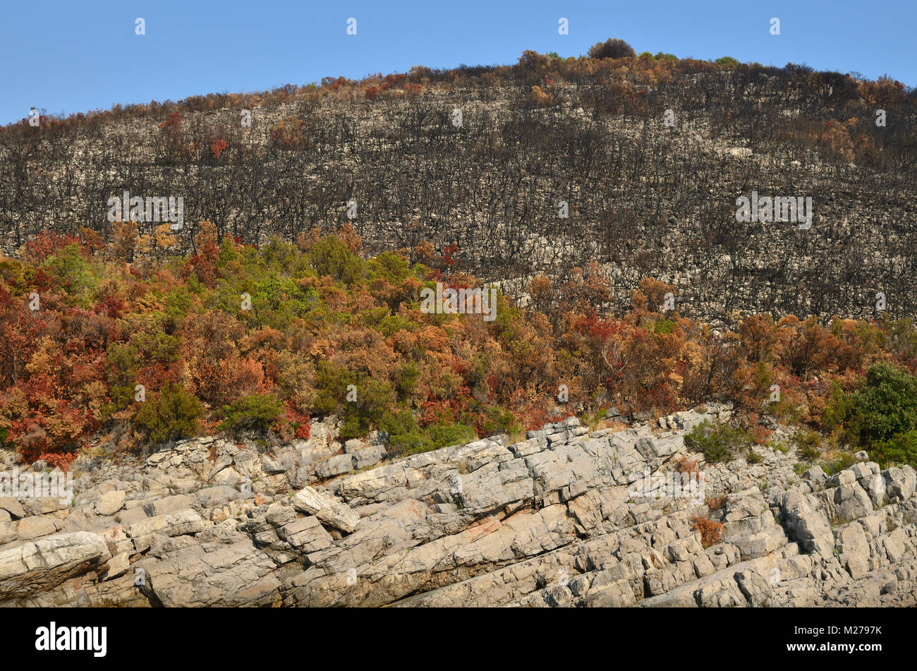 Forest on a hill half burnt in a fire and half left after it in summer ...