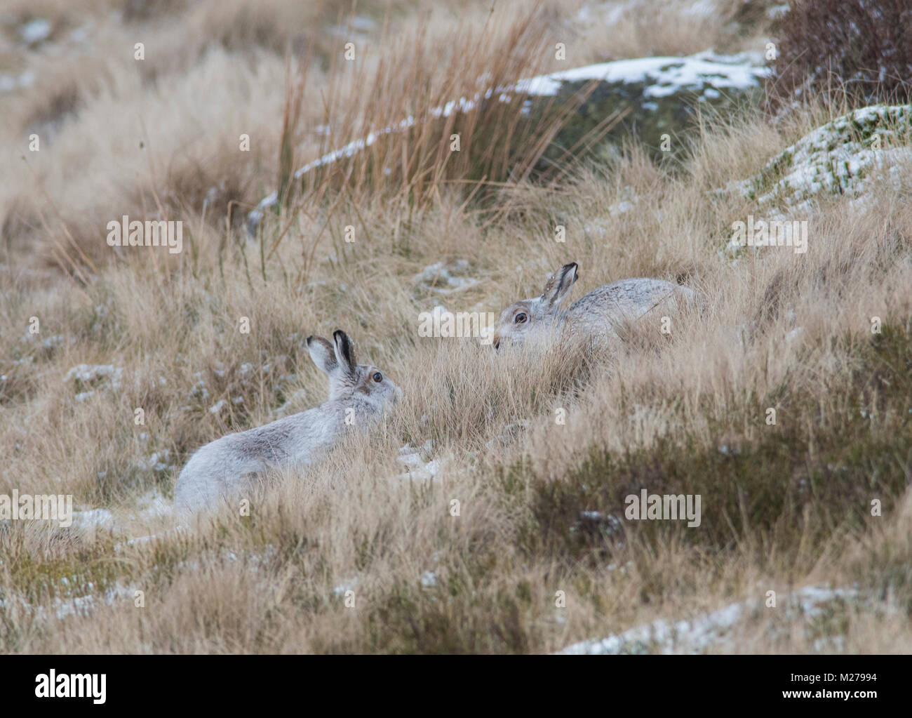 Two Mountain Hares Lepus timidus in their white winter coat in winter ...