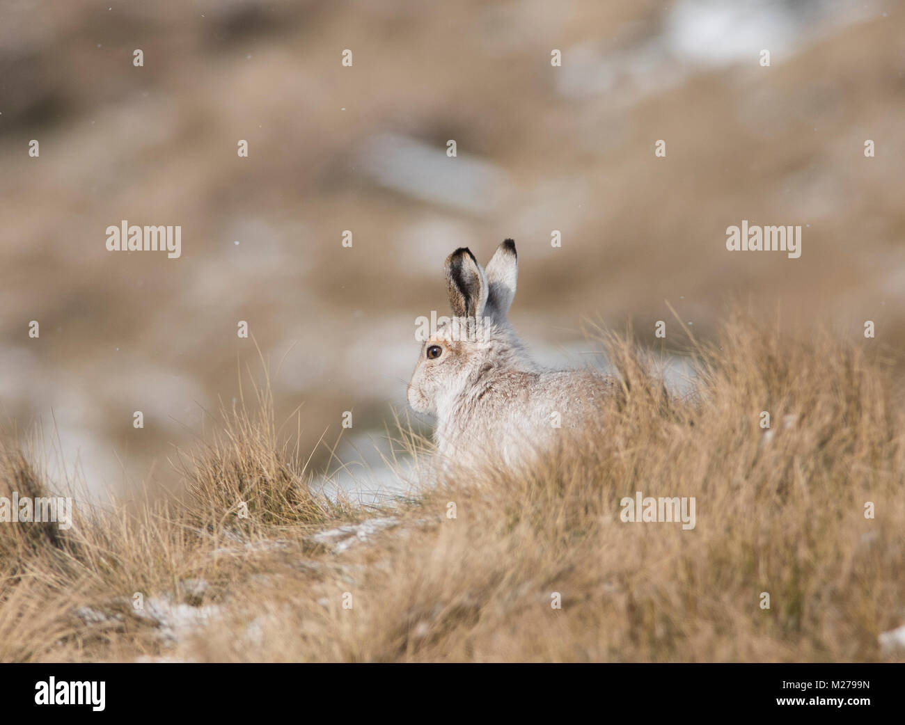 White mountain hare hi-res stock photography and images - Alamy