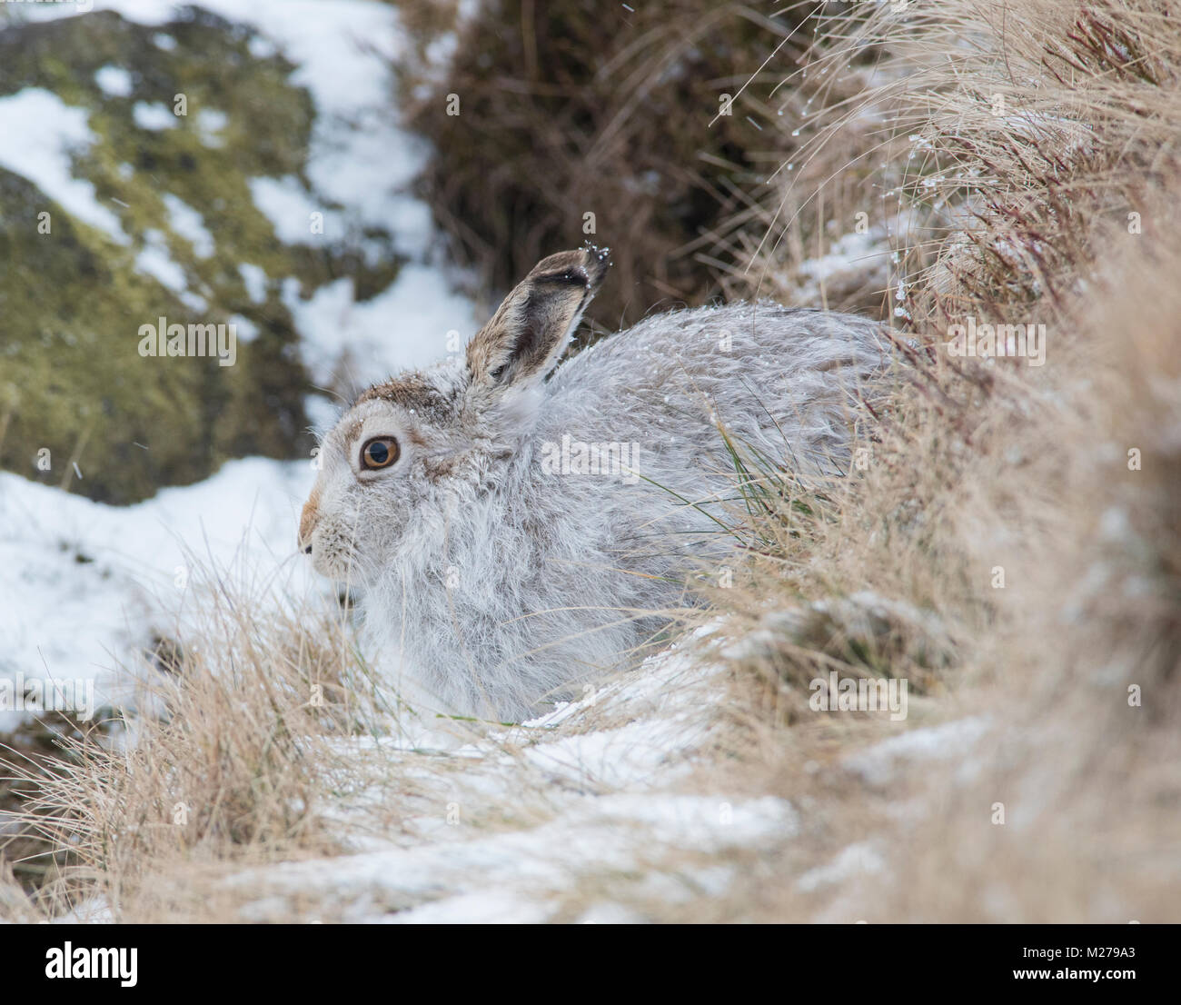 Mountain Hare Lepus timidus in their white winter coat in winter with a ...