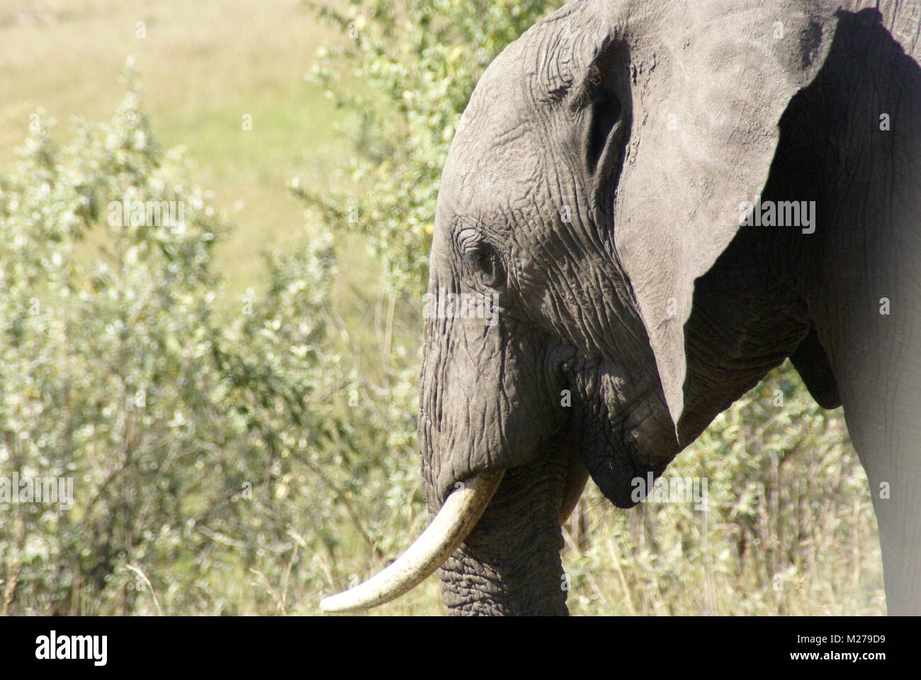 Africa african safari hi-res stock photography and images - Alamy