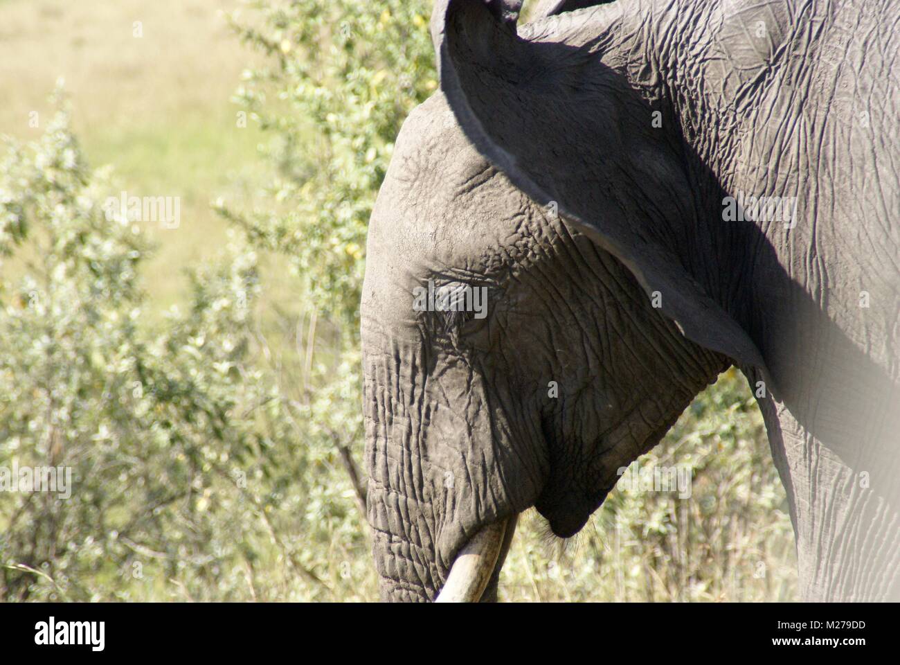 safari kenya animals south africa Stock Photo - Alamy